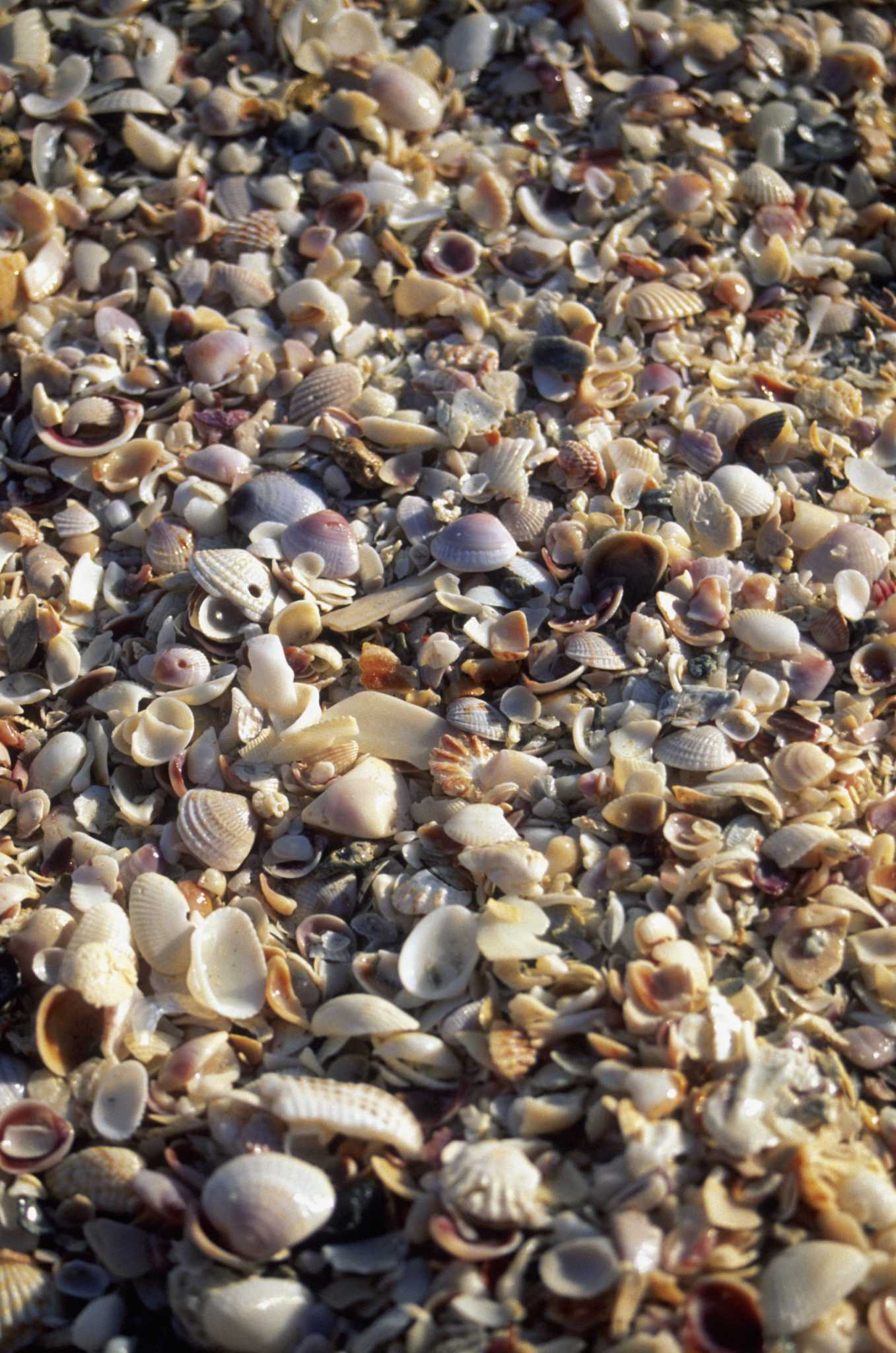 How to Use Crushed Shells as Mulch
