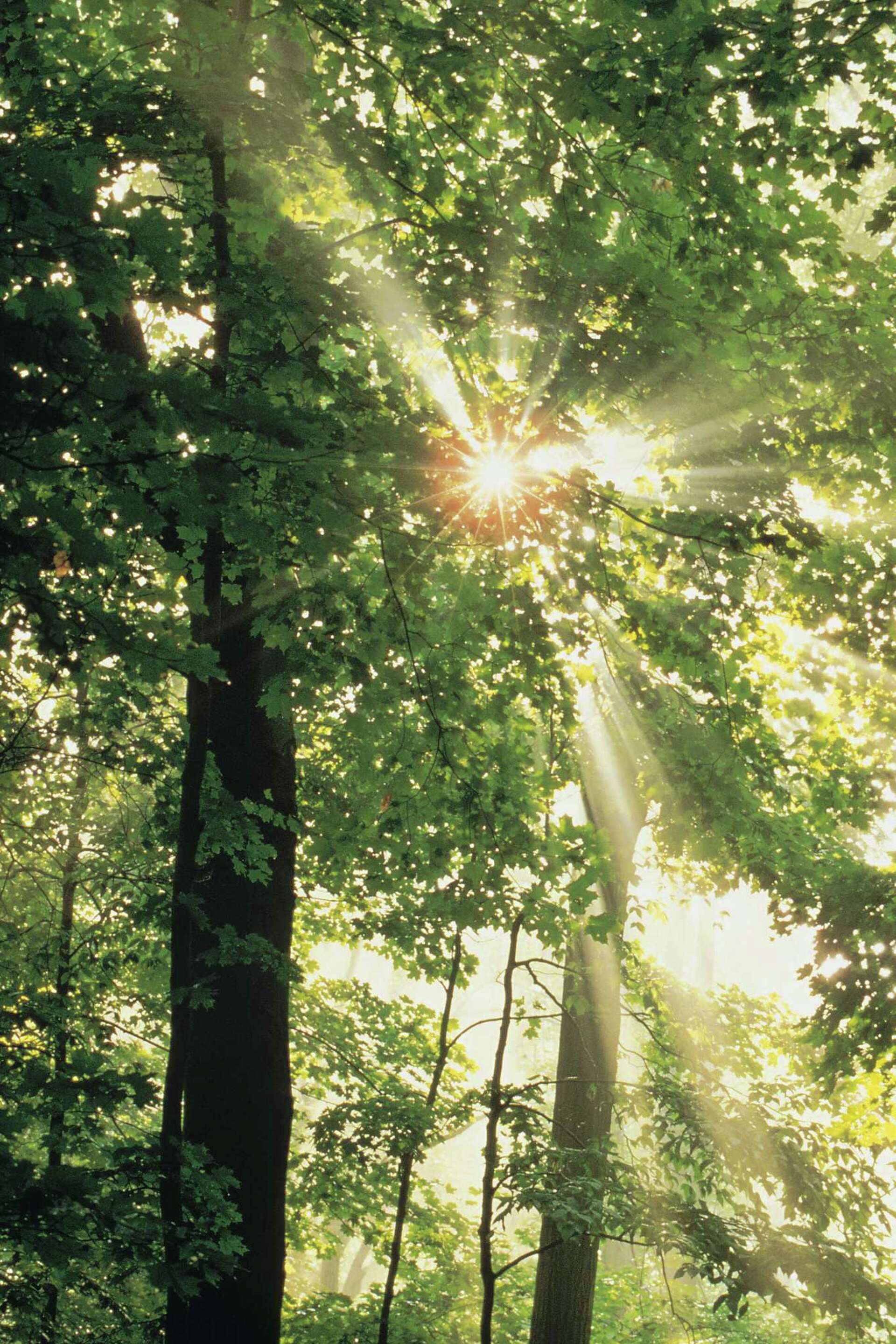 When Plants Don't Get Enough Light, Why Do They Grow Tall and Spindly?