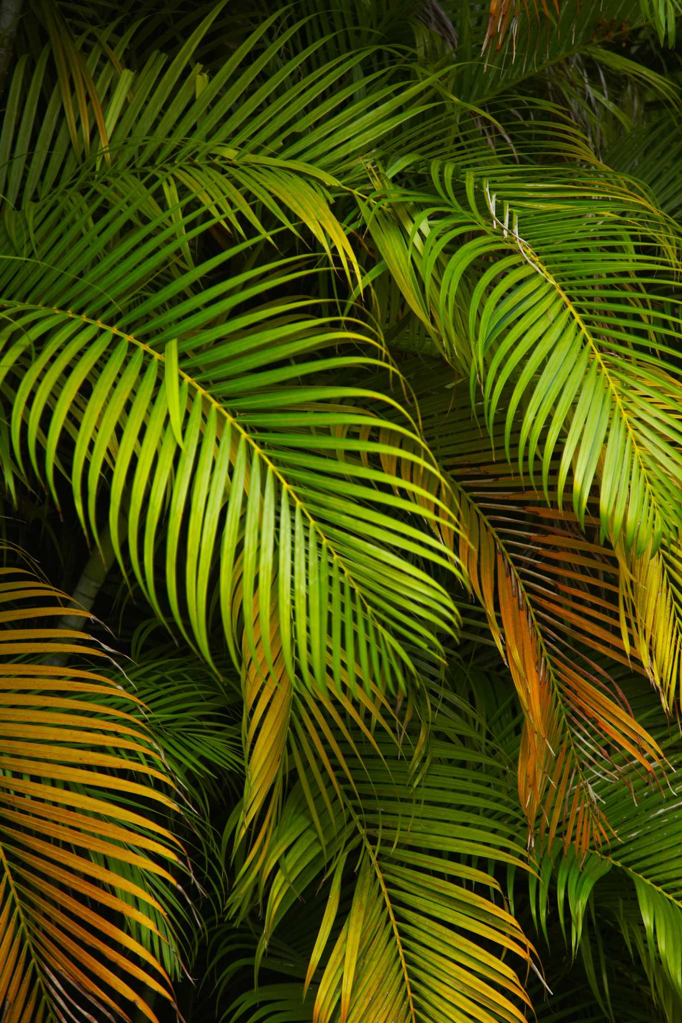 My Plants Are Dying Because I Transferred Them