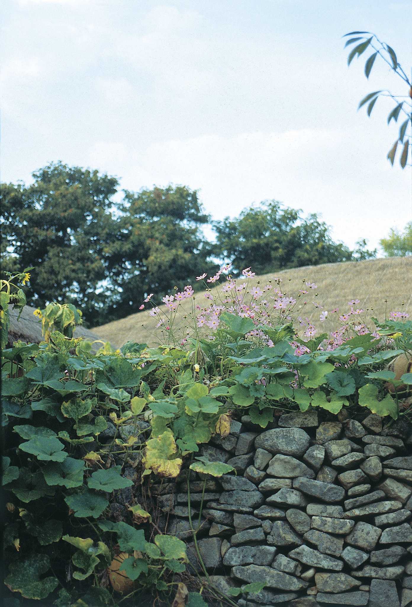 Plants That Grow Over a Rock Retaining Wall