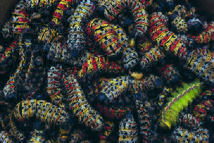 How to Prune an Alder