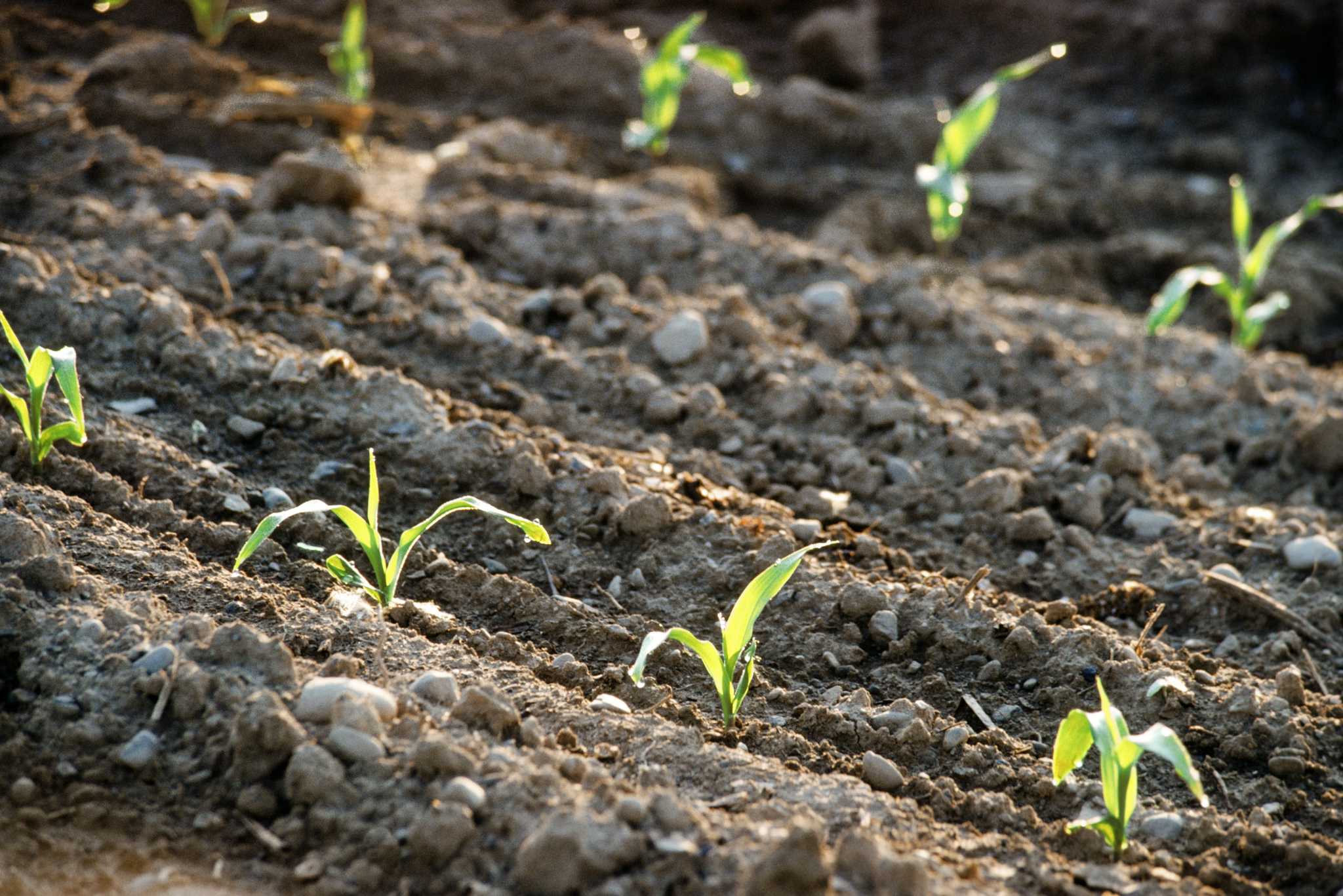 How to Plant Sprouted Corn