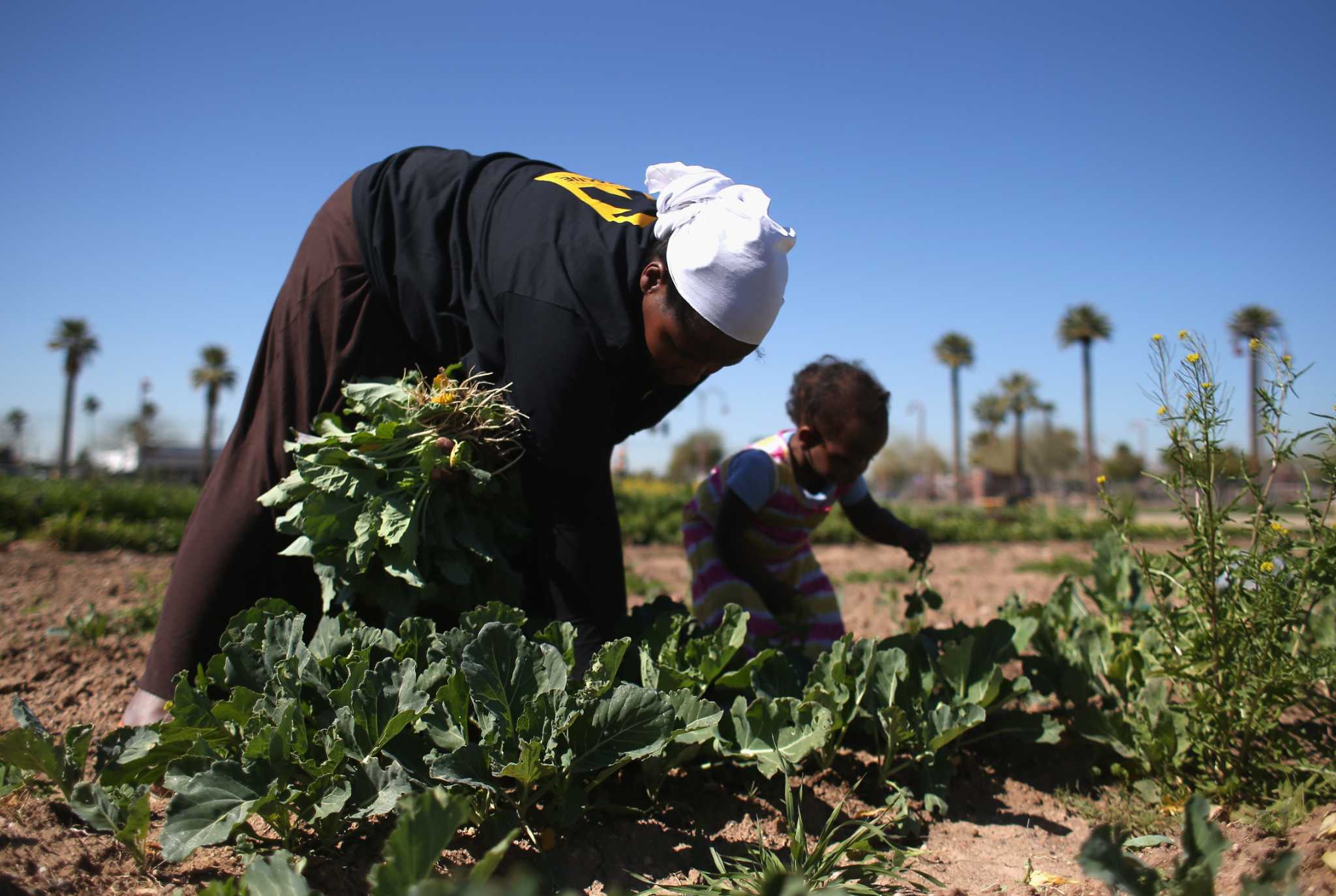 What to Use to Keep Worms Off of Collard Greens