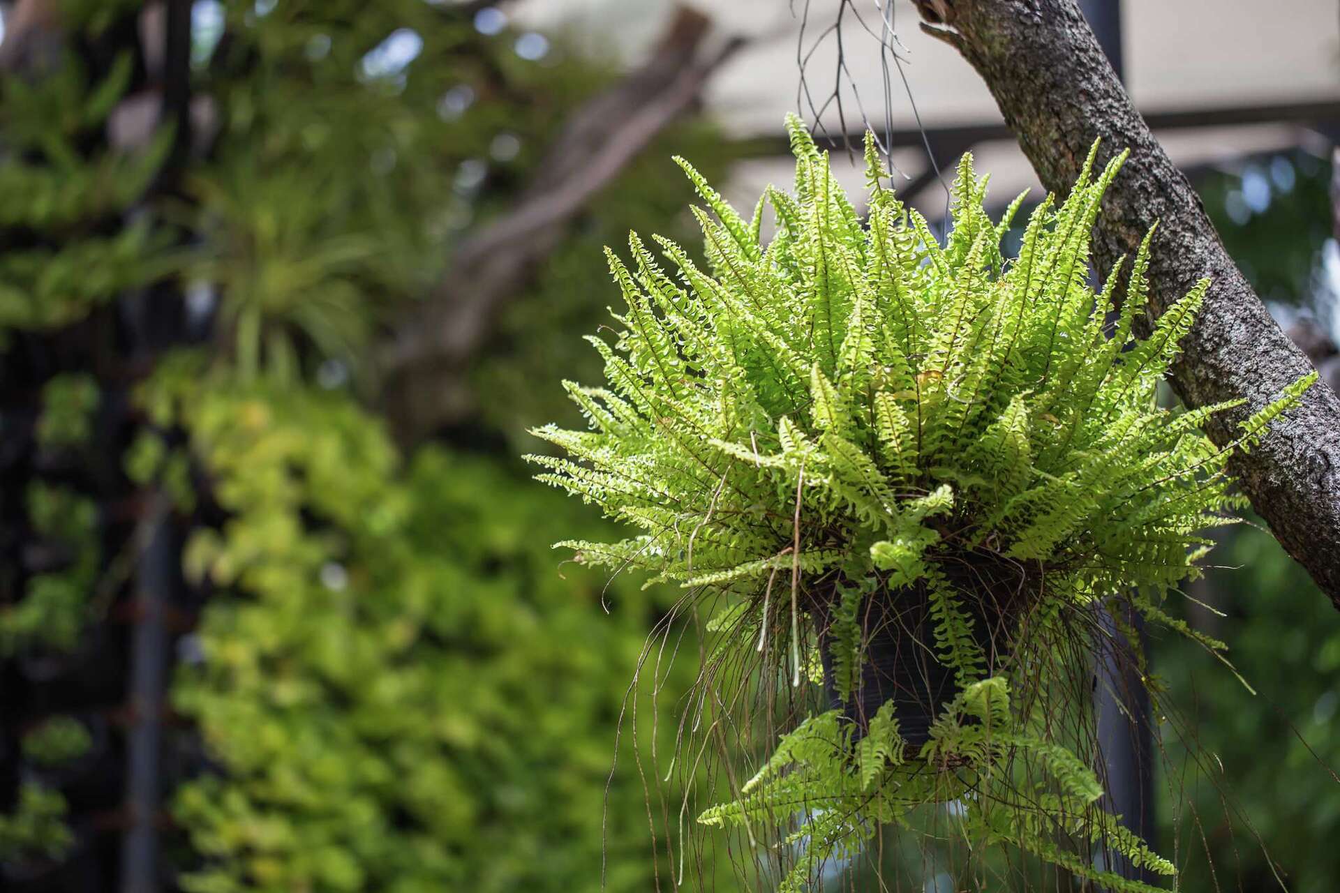 What to Use to Kill Off Unwanted Ferns