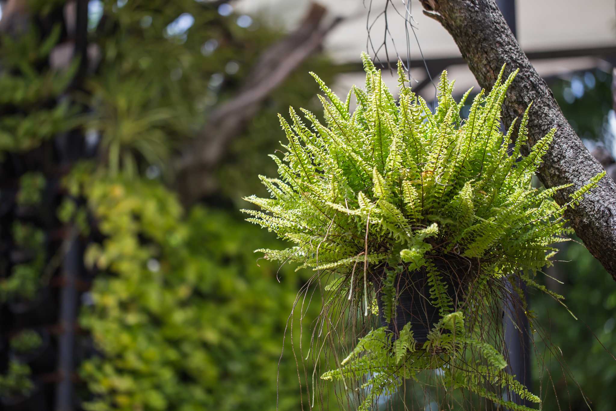 What to Use to Kill Off Unwanted Ferns