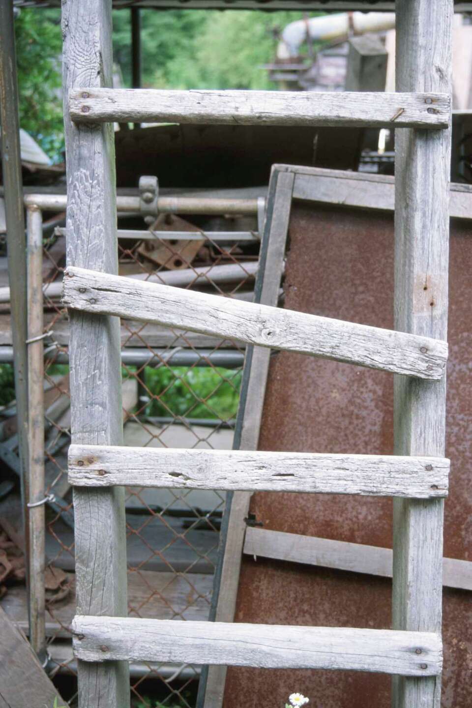 How to Use Ladders for a Trellis