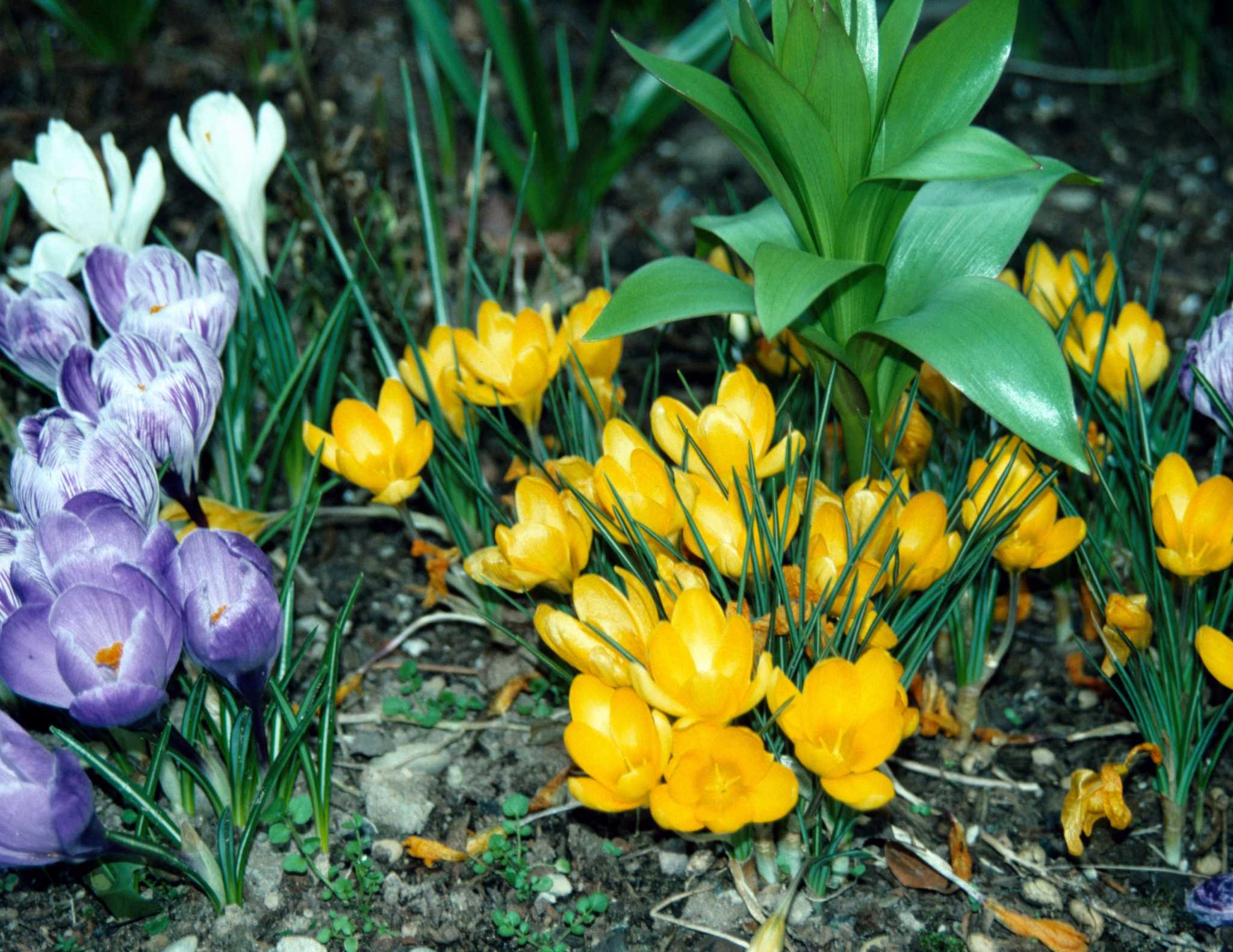 How to Propagate Crocus