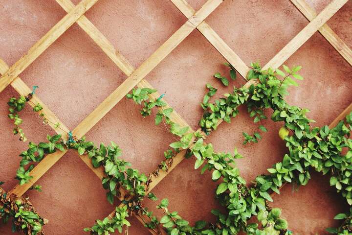 Plants for a Trellis That Are Nonpoisonous to Humans & Pets