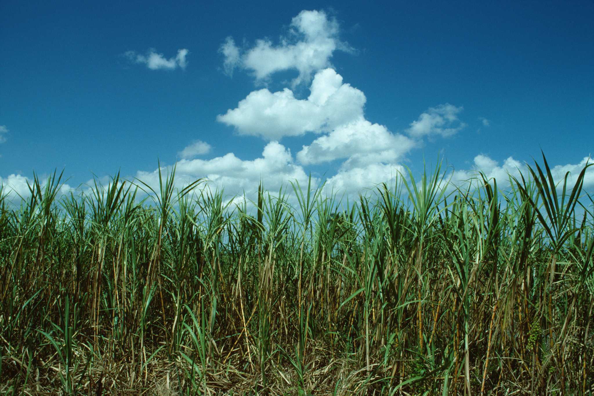 How to Plant Sugar Cane in My Back Yard