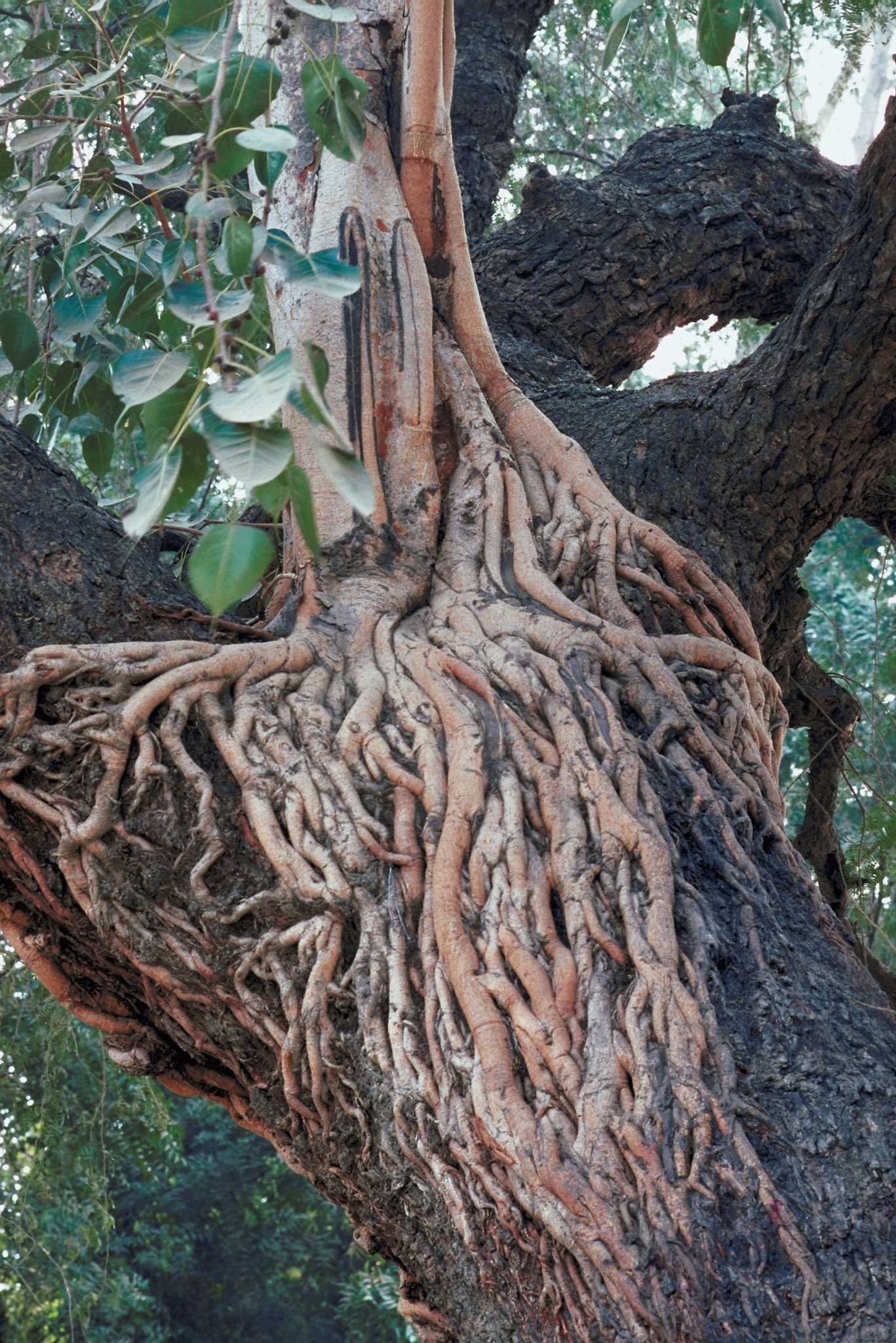 Plants With Vertical Roots