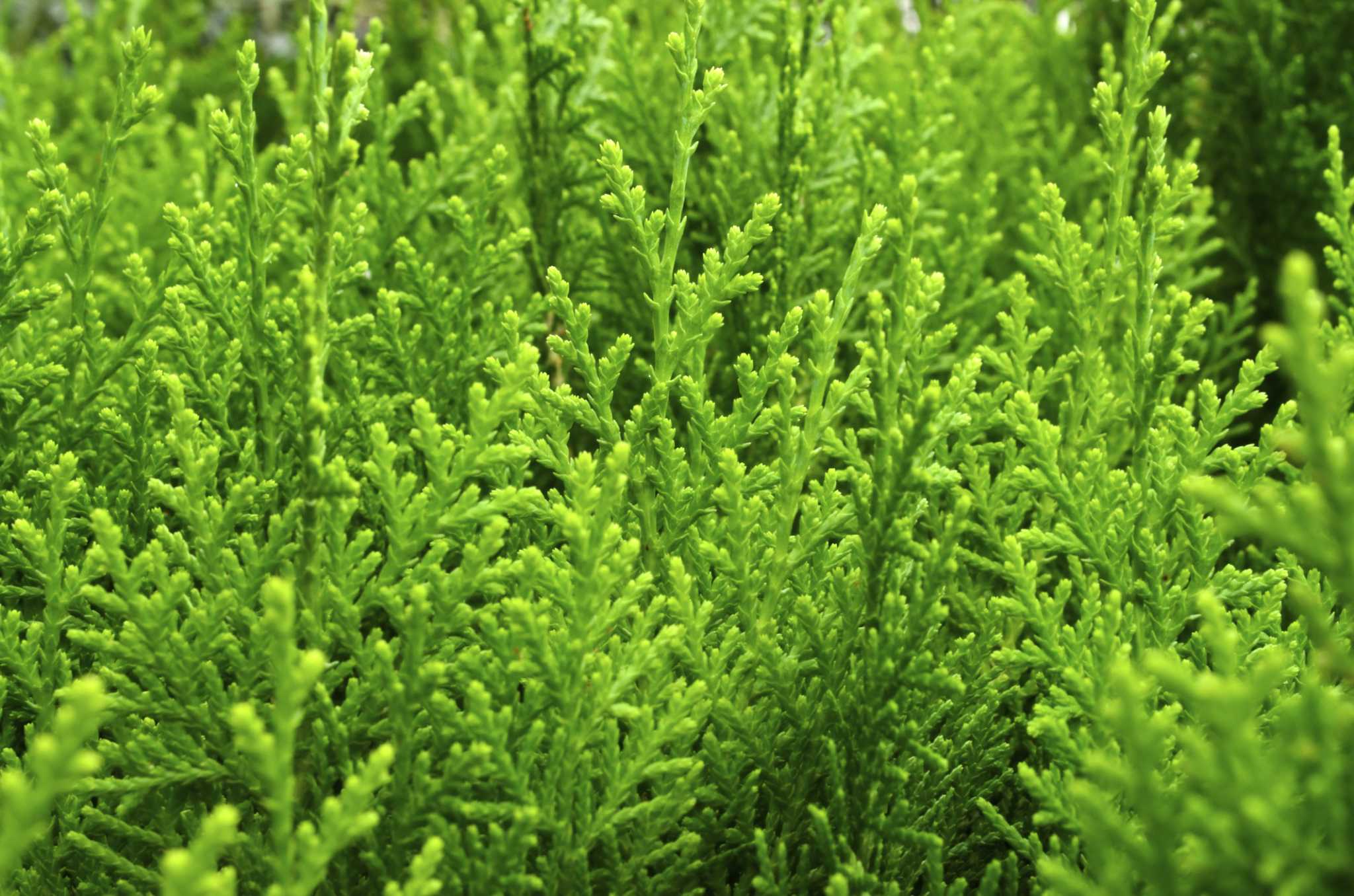 How to Plant a Techny Arborvitae