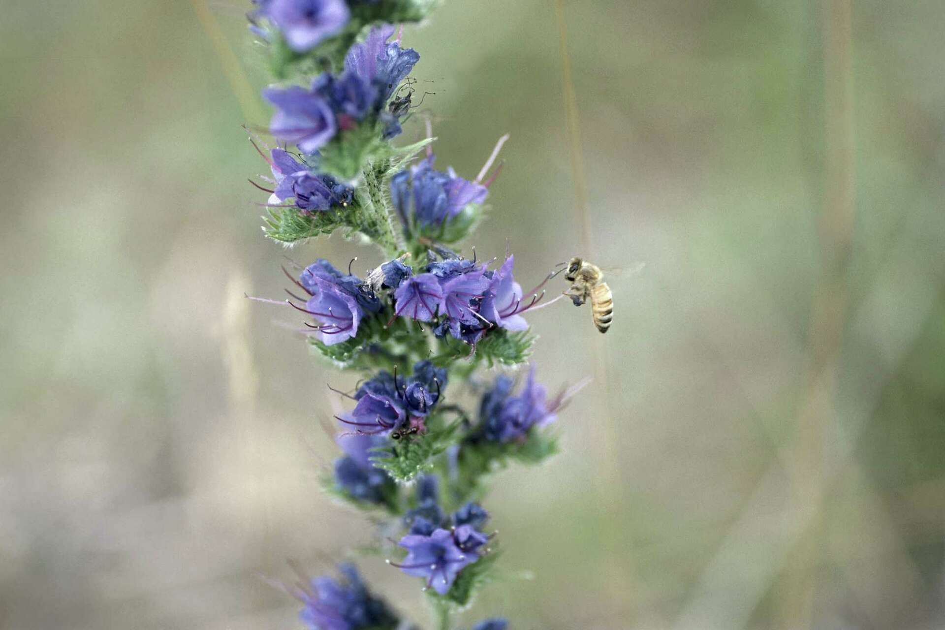 How to Use Ortho Bug-B-Gon Max Concentrate