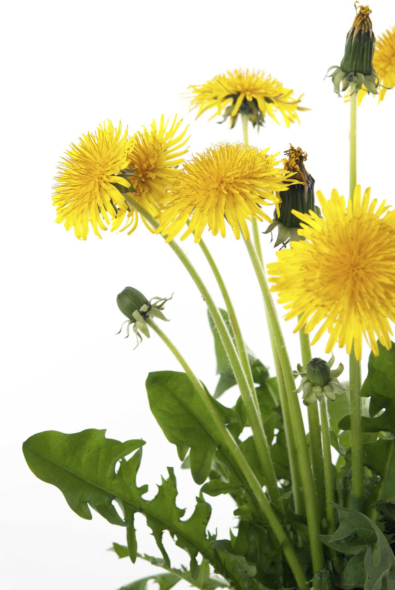 How to Use the Ortho Max Ready-To-Spray