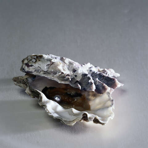 How to Use Oyster Shells in the Garden for Moles