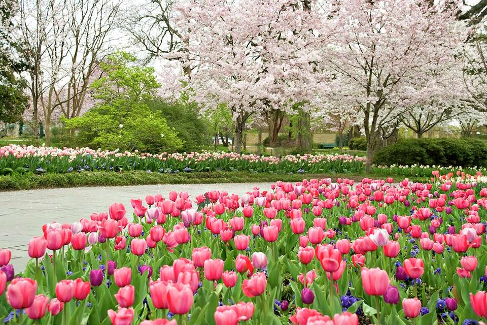 When to Plant Tulip Bulbs: A Guide for All Zones and Seasons