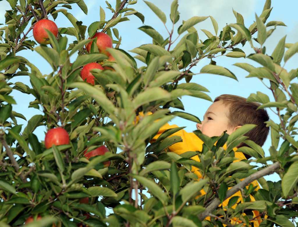 Sweet harvest: Apple-picking time