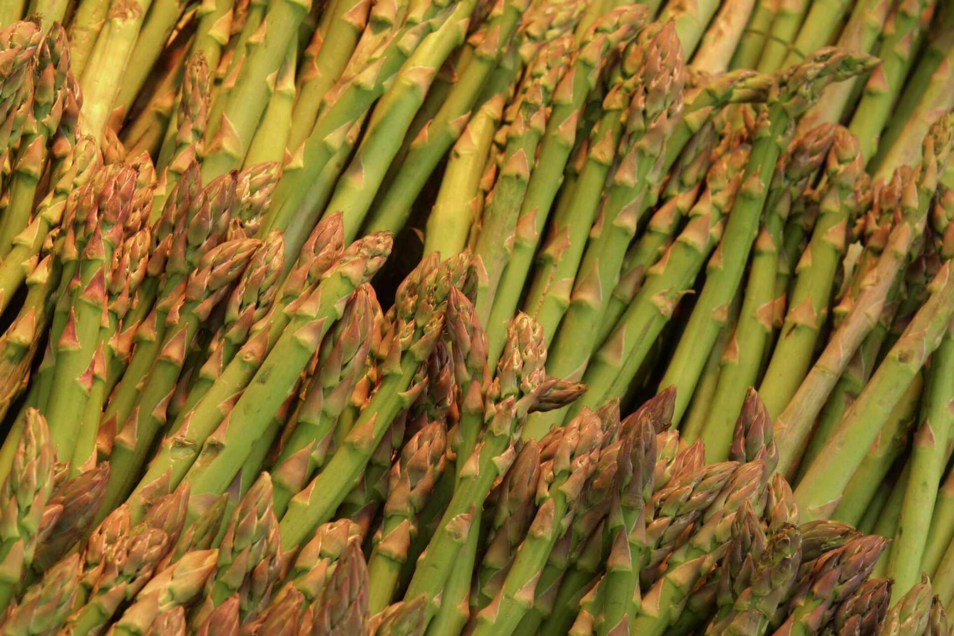 How to Plant Wild Asparagus