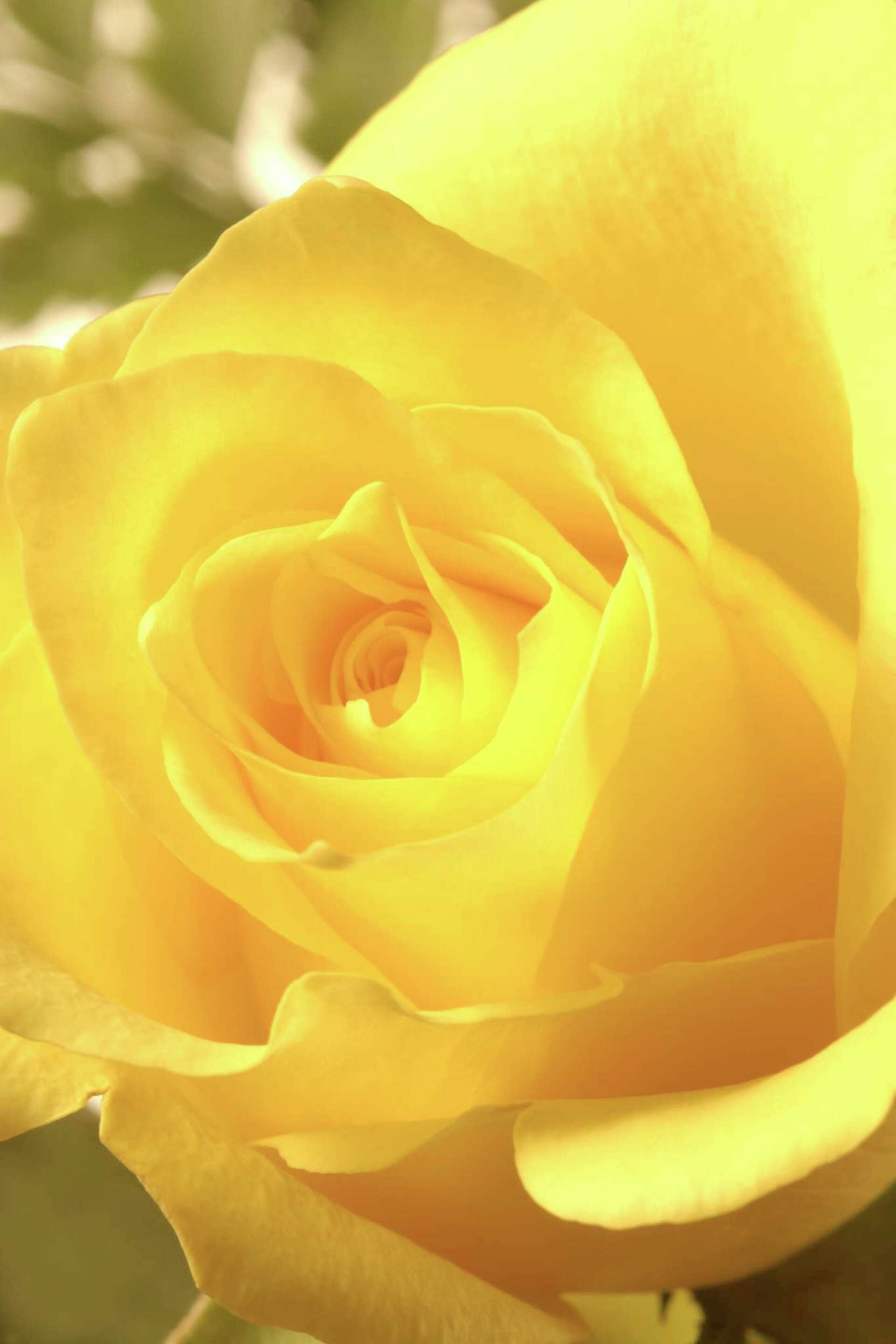 When to Plant Yellow Roses