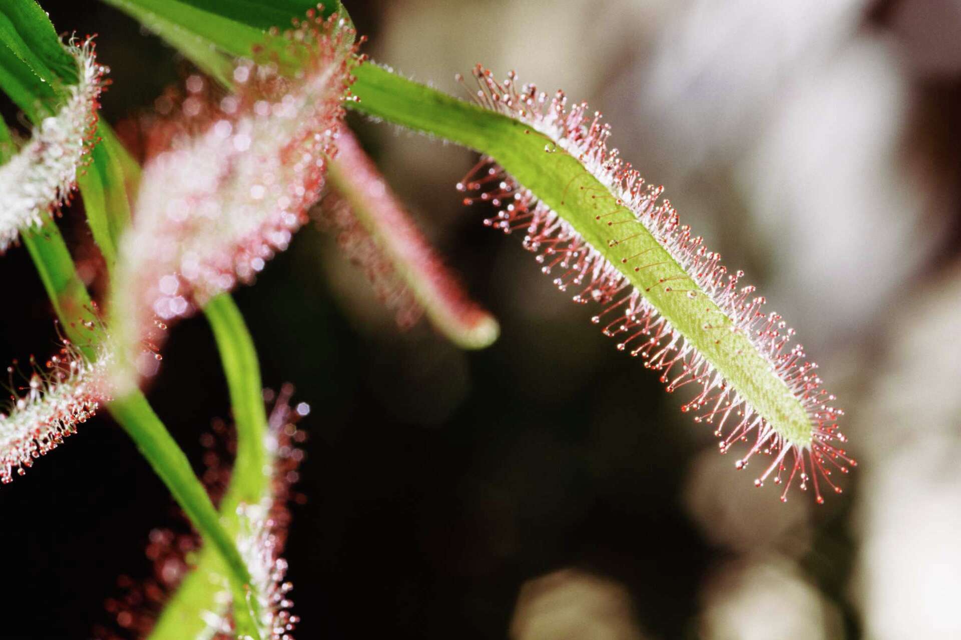 How to Plant Young Sundews in a Terrarium