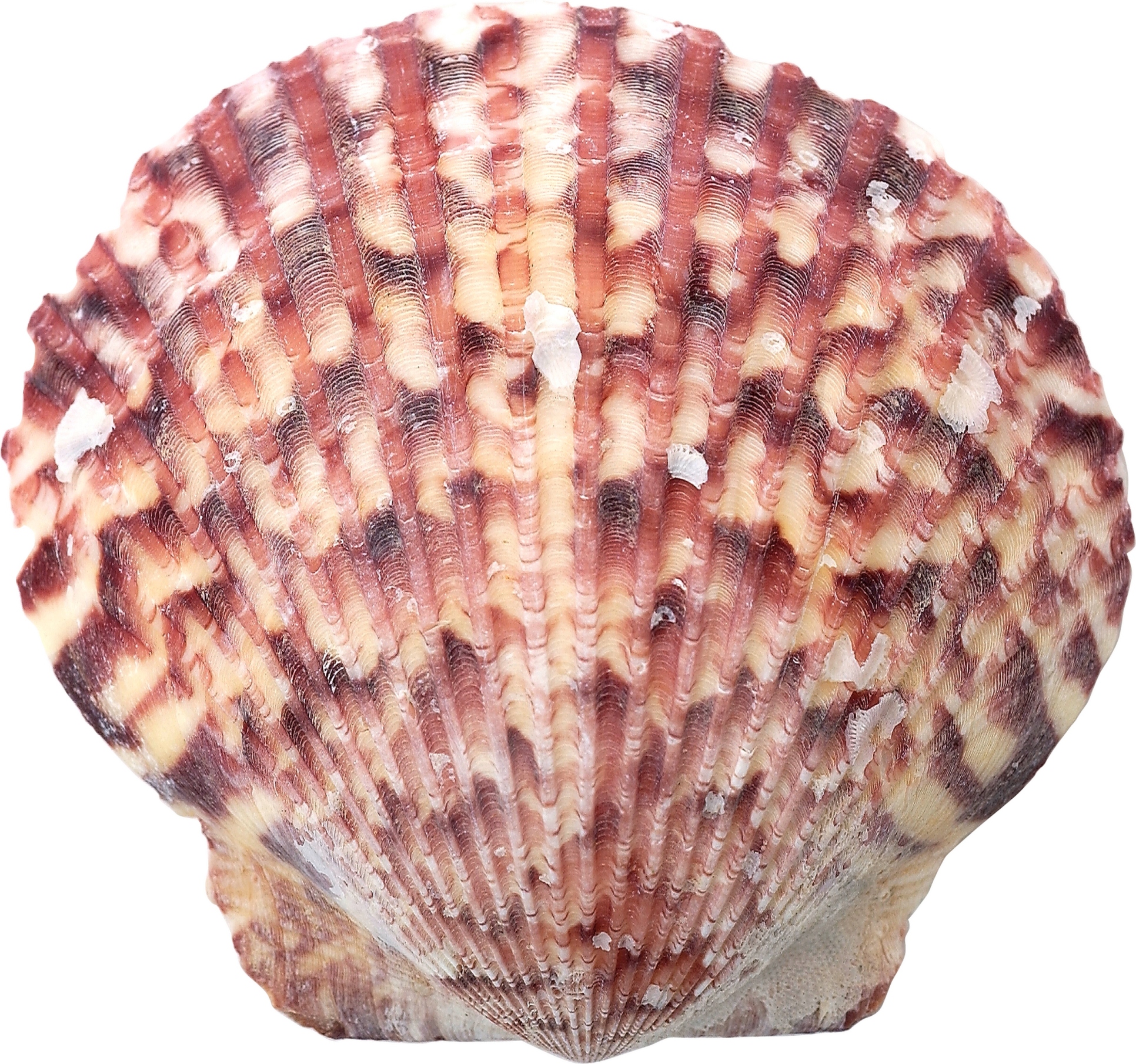 How to Plaster Shells to a Wall