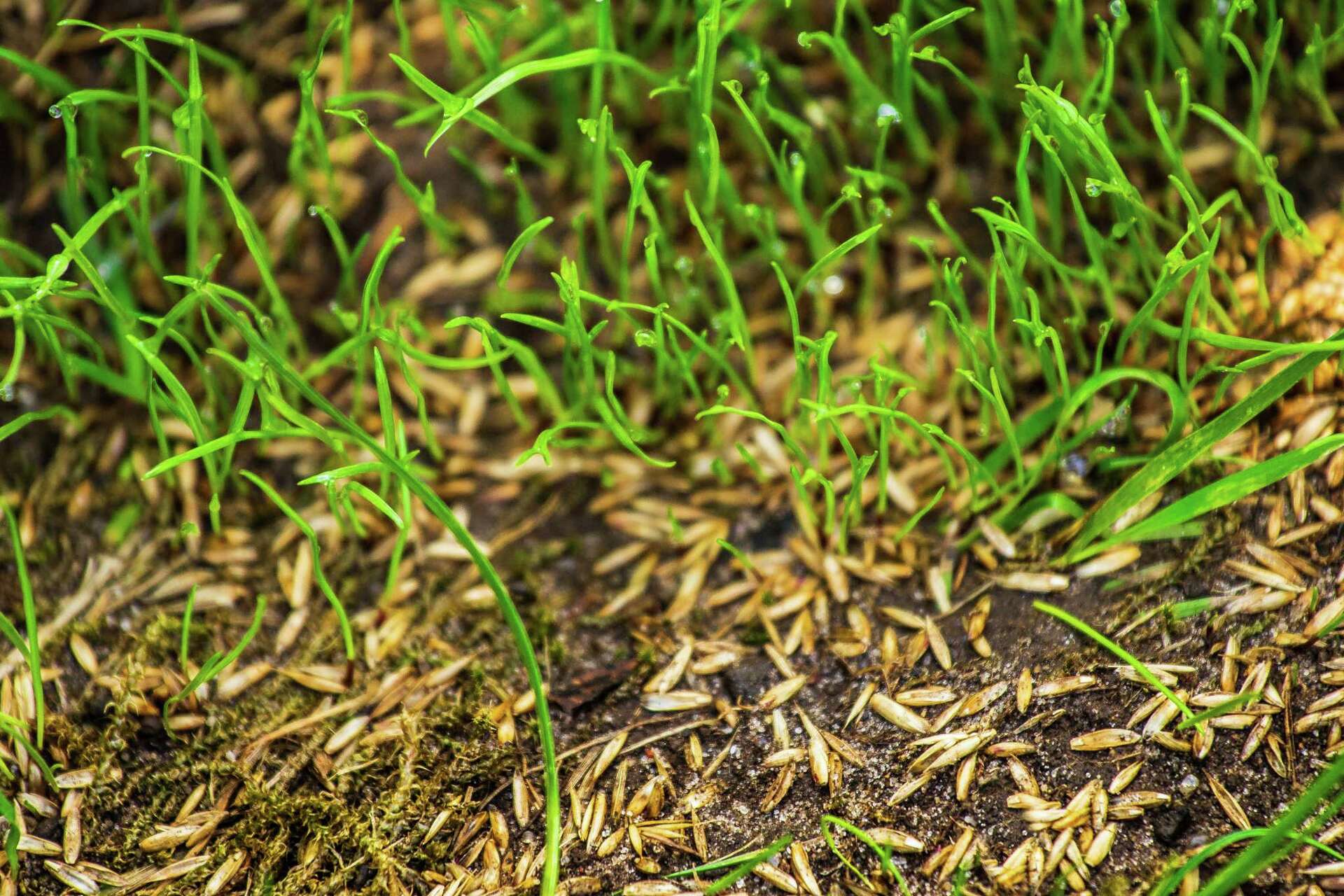 How to Use a Seed Germination Blanket Over Existing Grass