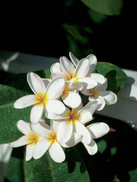 How to Prune Plumerias After They Freeze