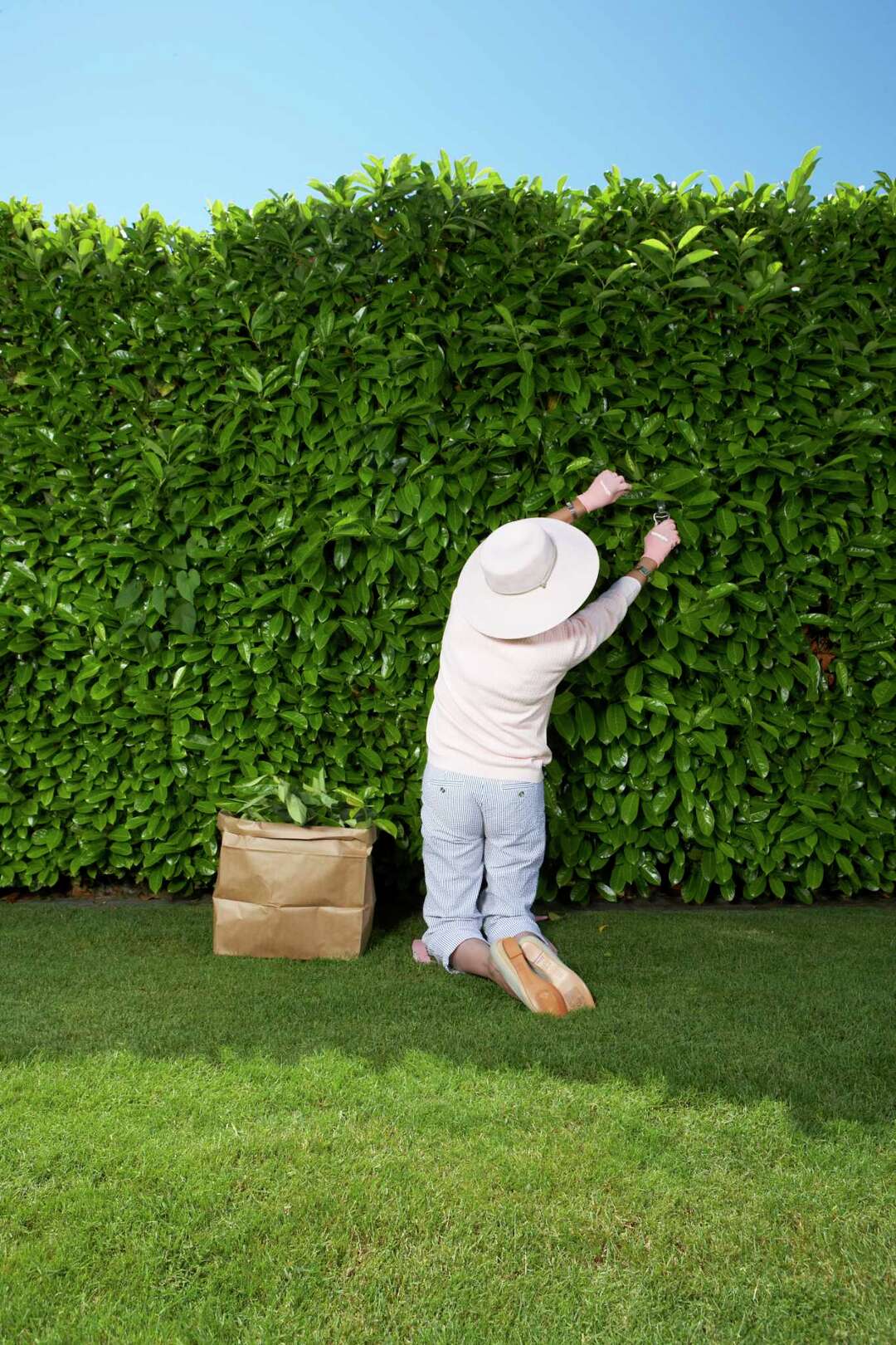 How to Use Shrubs & Hedges as Backyard Privacy Screens