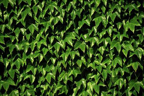 Poisonous Flowering Vines