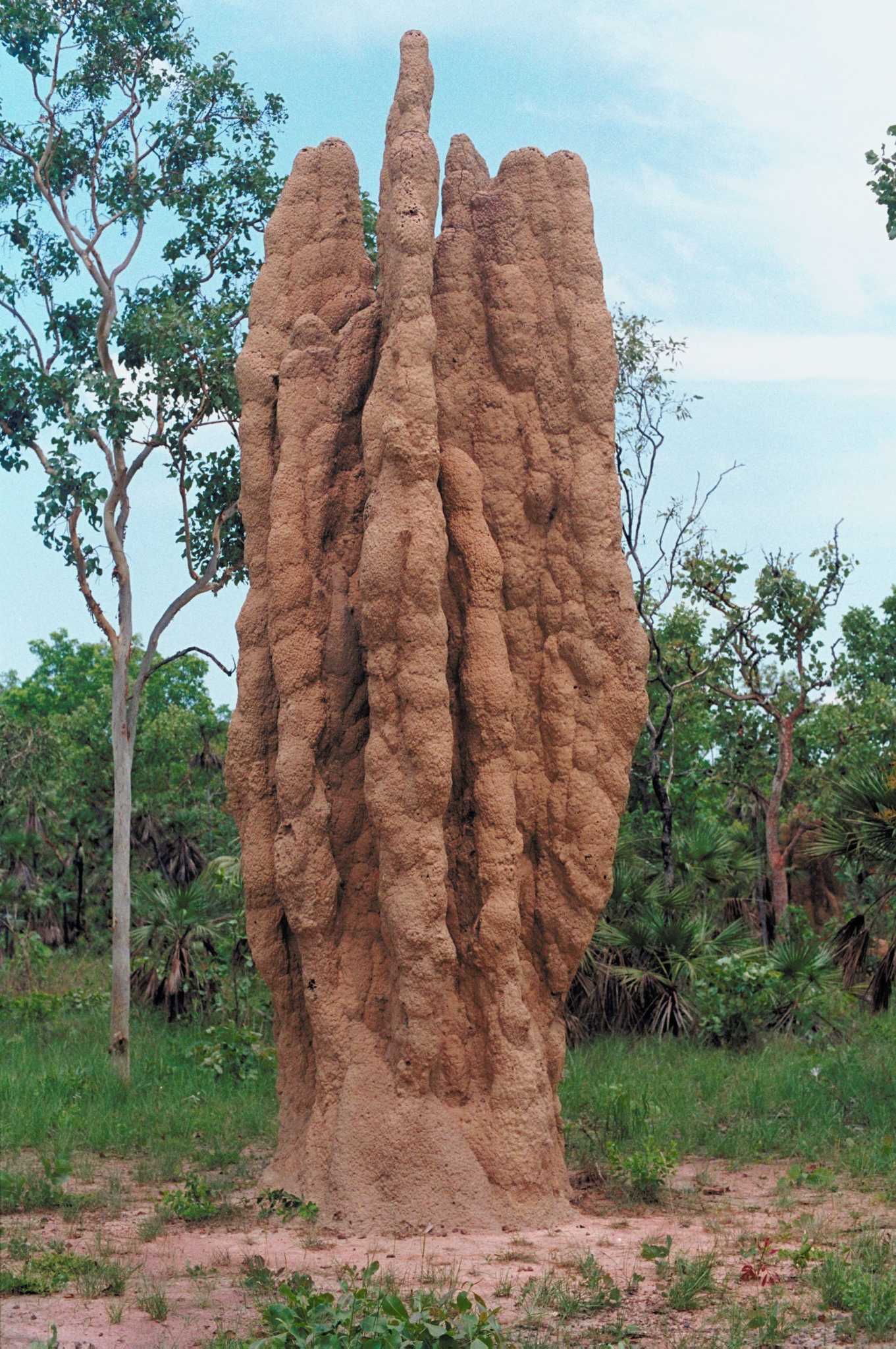 Poisons for Termite Control