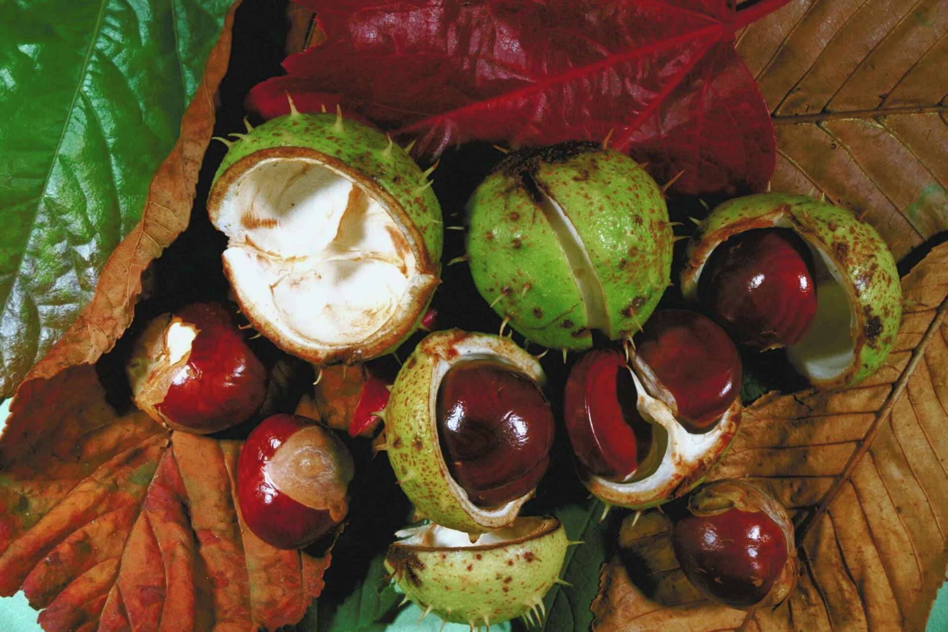 Pollard Tree Pruning Technique