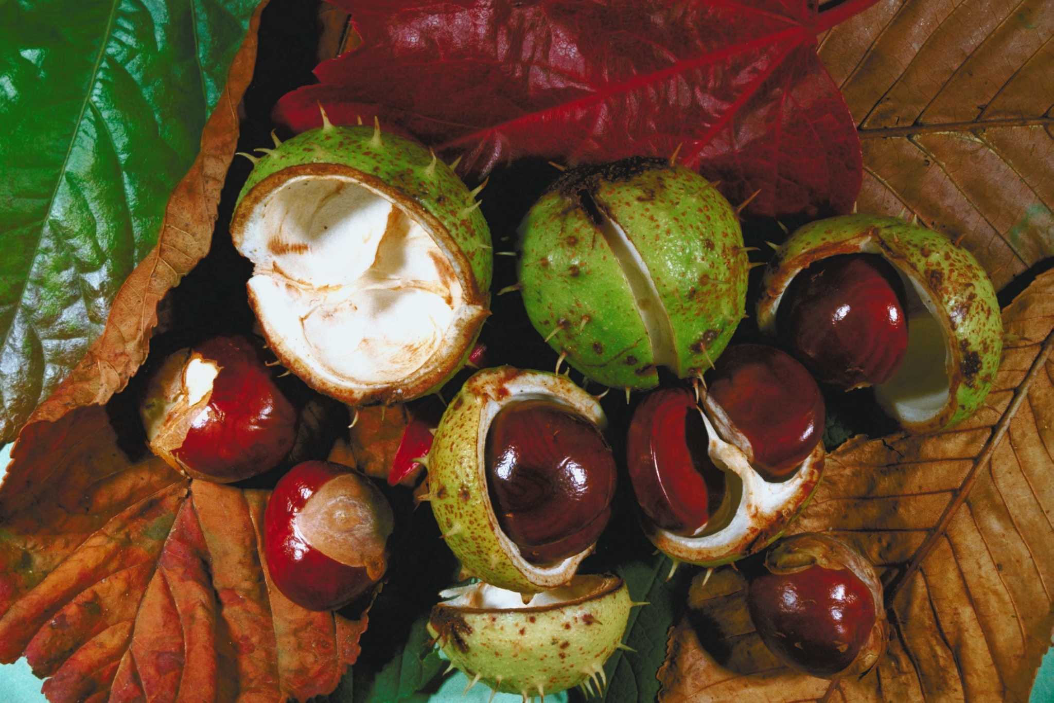 Pollard Tree Pruning Technique