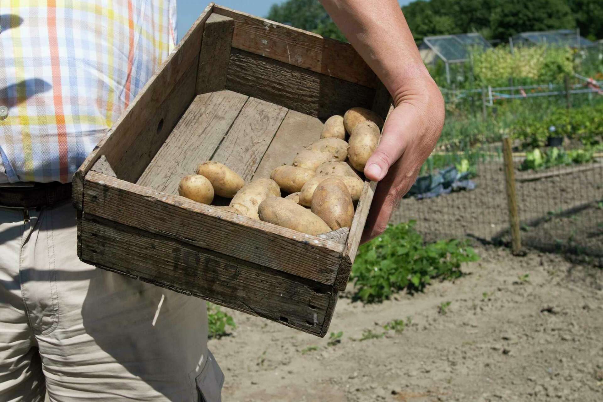 How to Use Sulfur on Fresh-Cut Potato Tubers