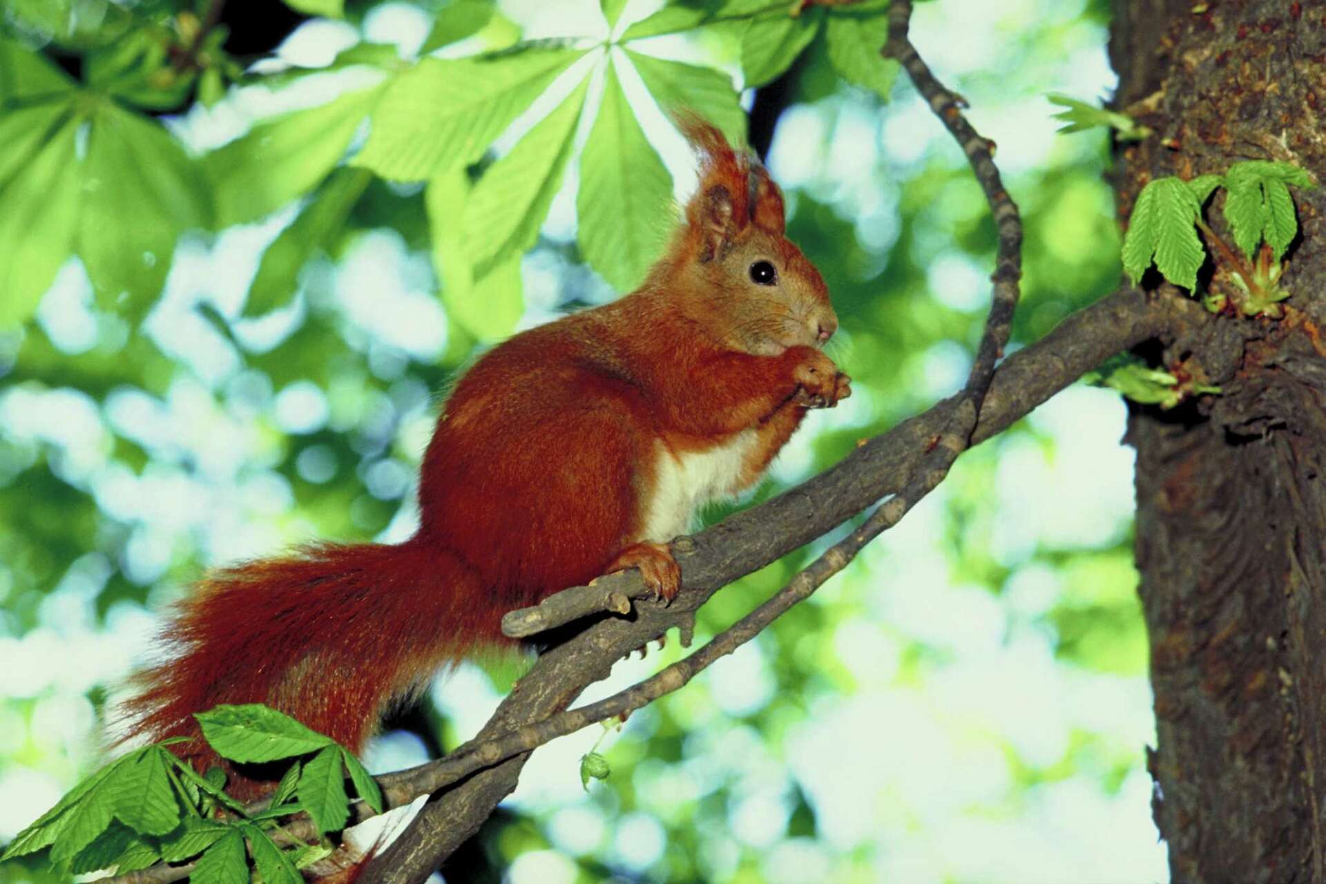 How to Use Tin to Protect Trees From Squirrels