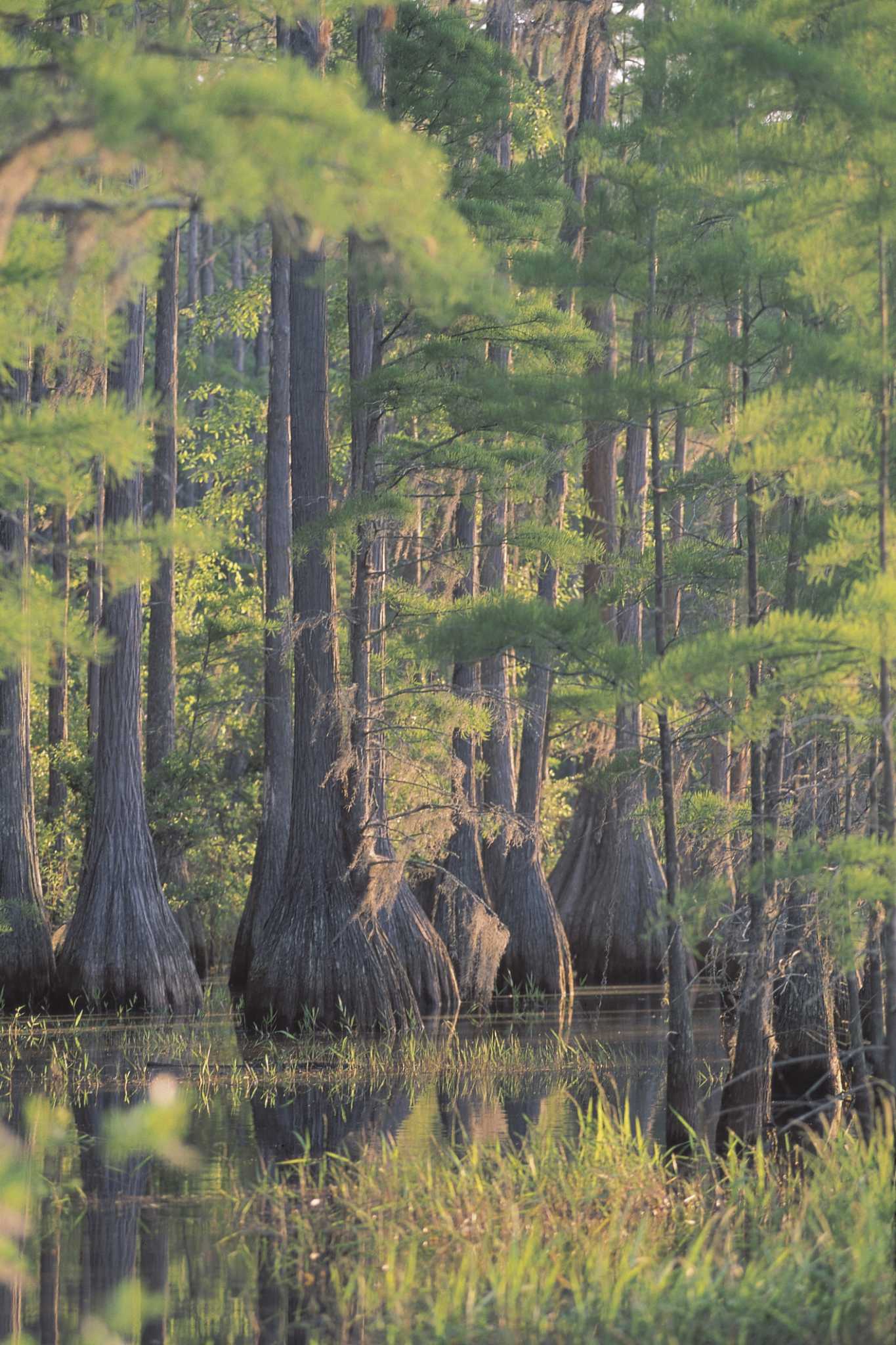 Pond Cypress Roots and Problems With Foundations