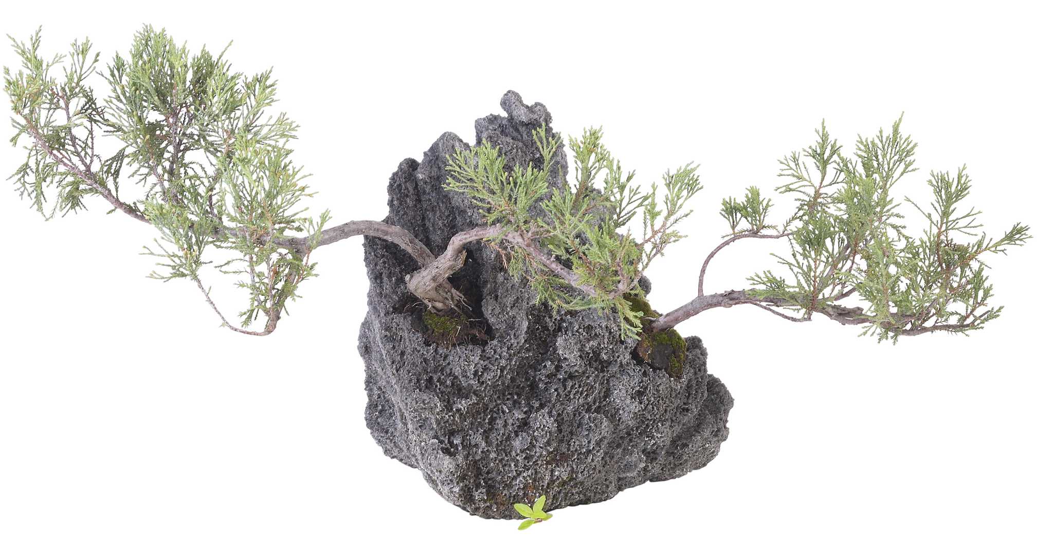 How to Use Troughs for Gardens