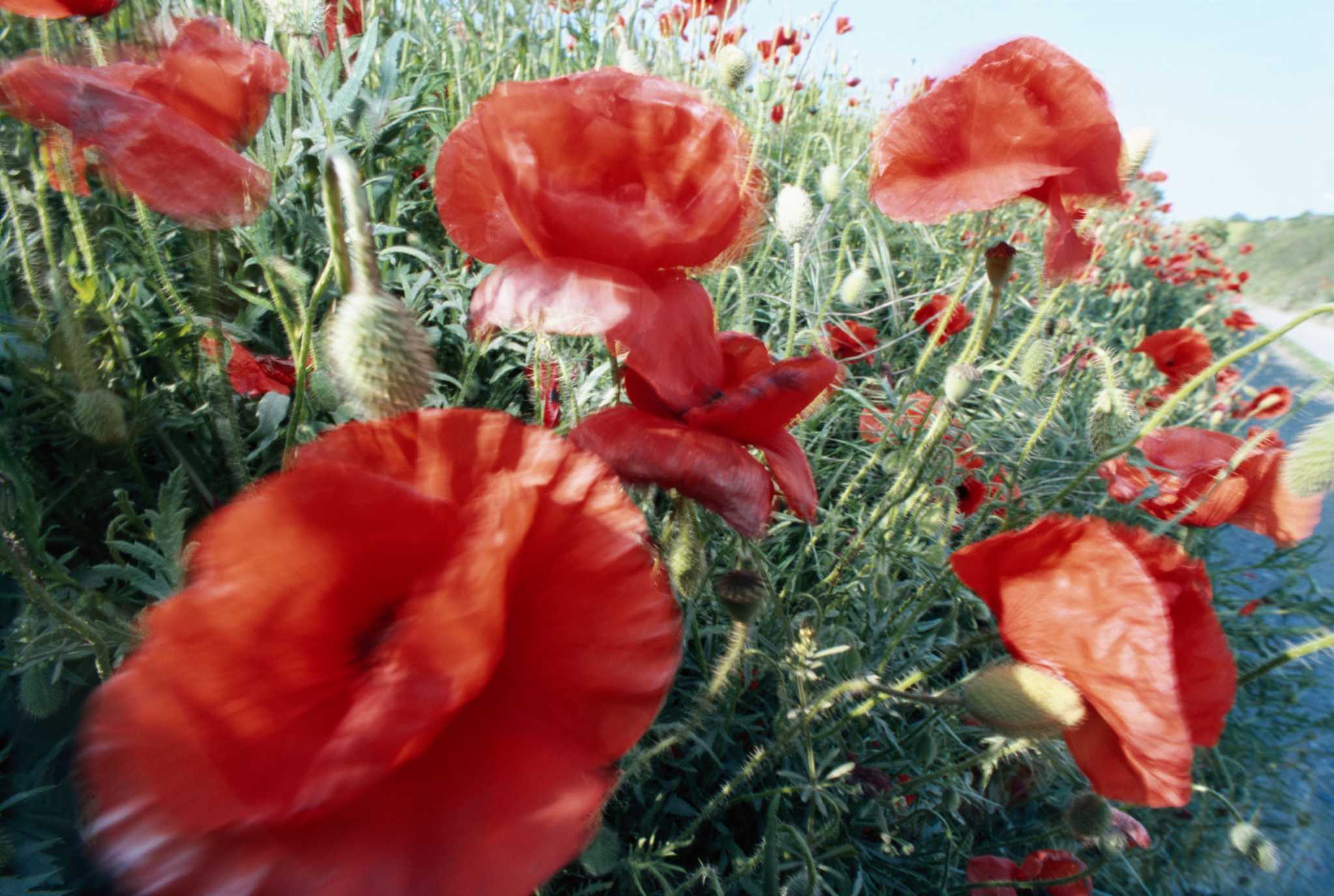 Are Poppies a Bulb or Plant and Are They Perennials?