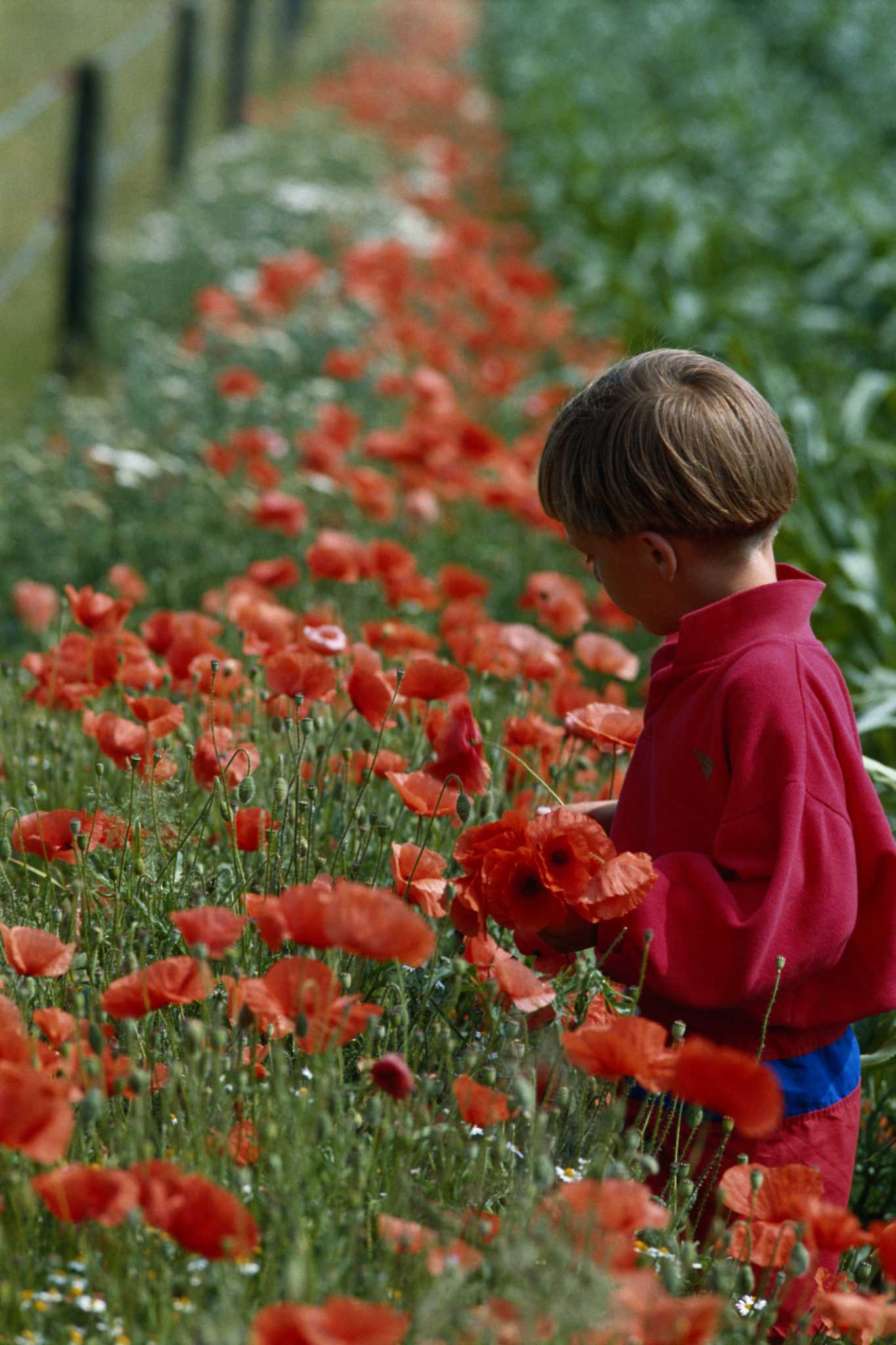 Facts About the Poppy Flower