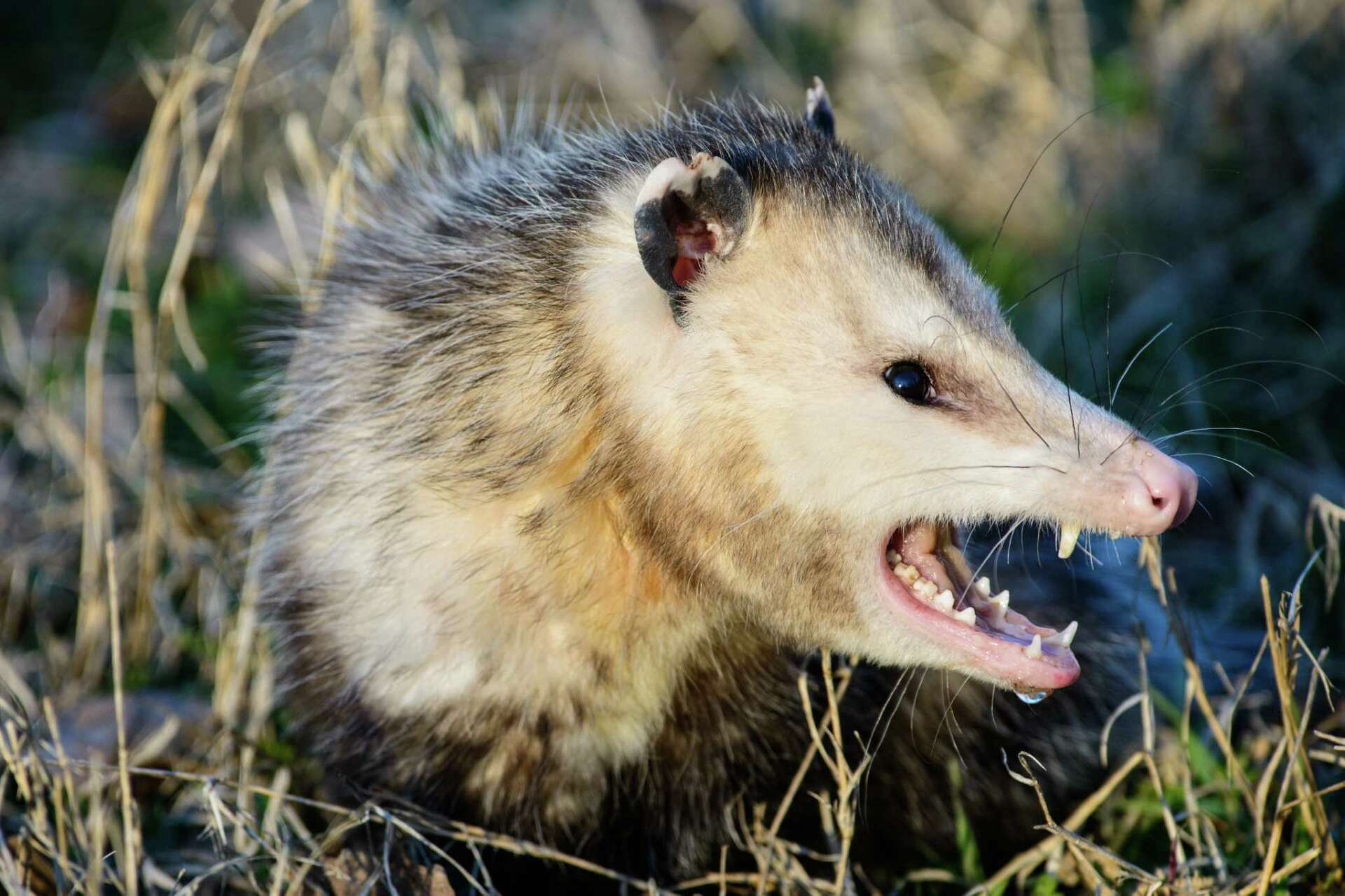 What Do Possums Eat and Are They Dangerous?