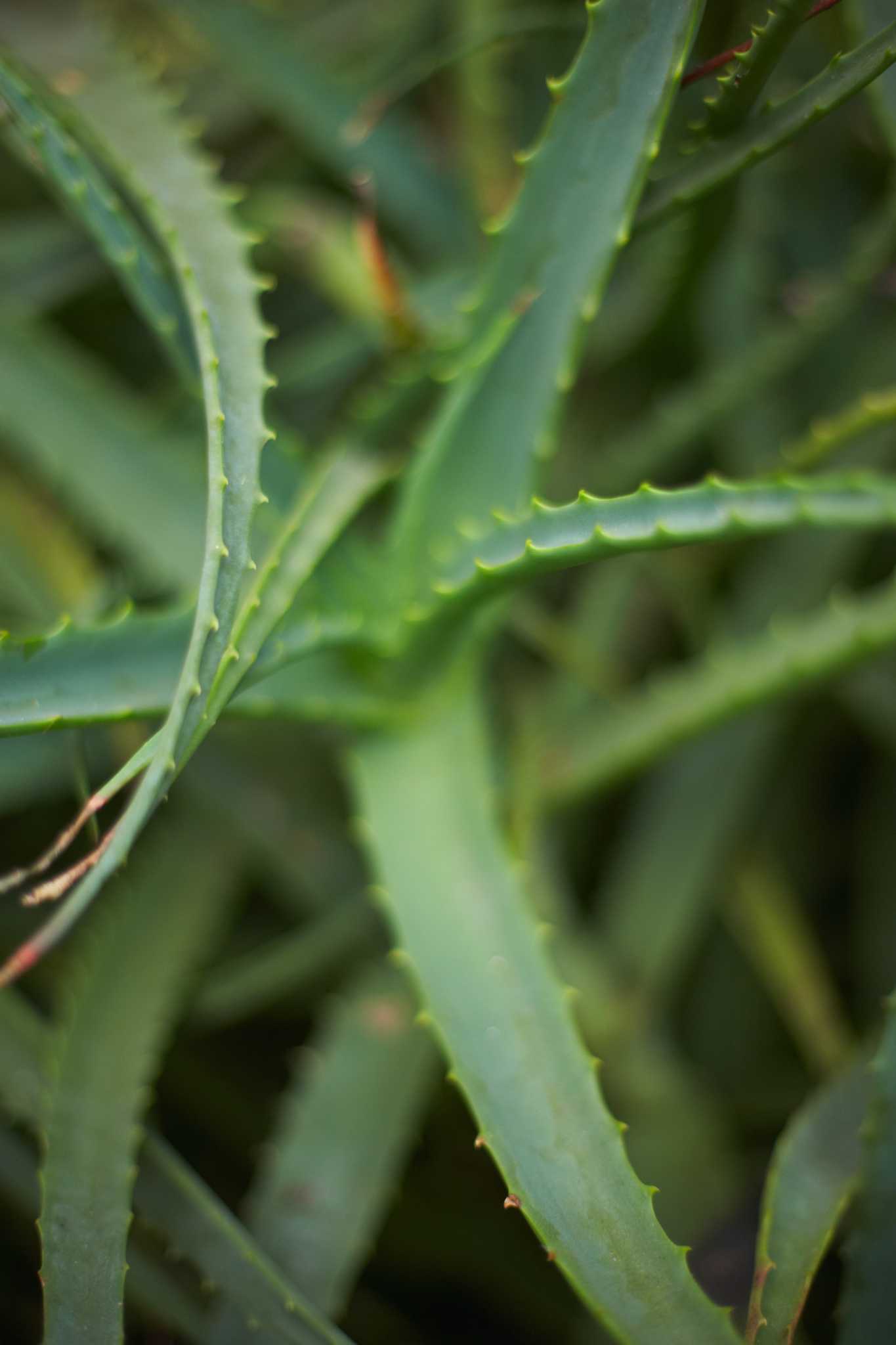 How to Pot Aloe Vera Sprouts