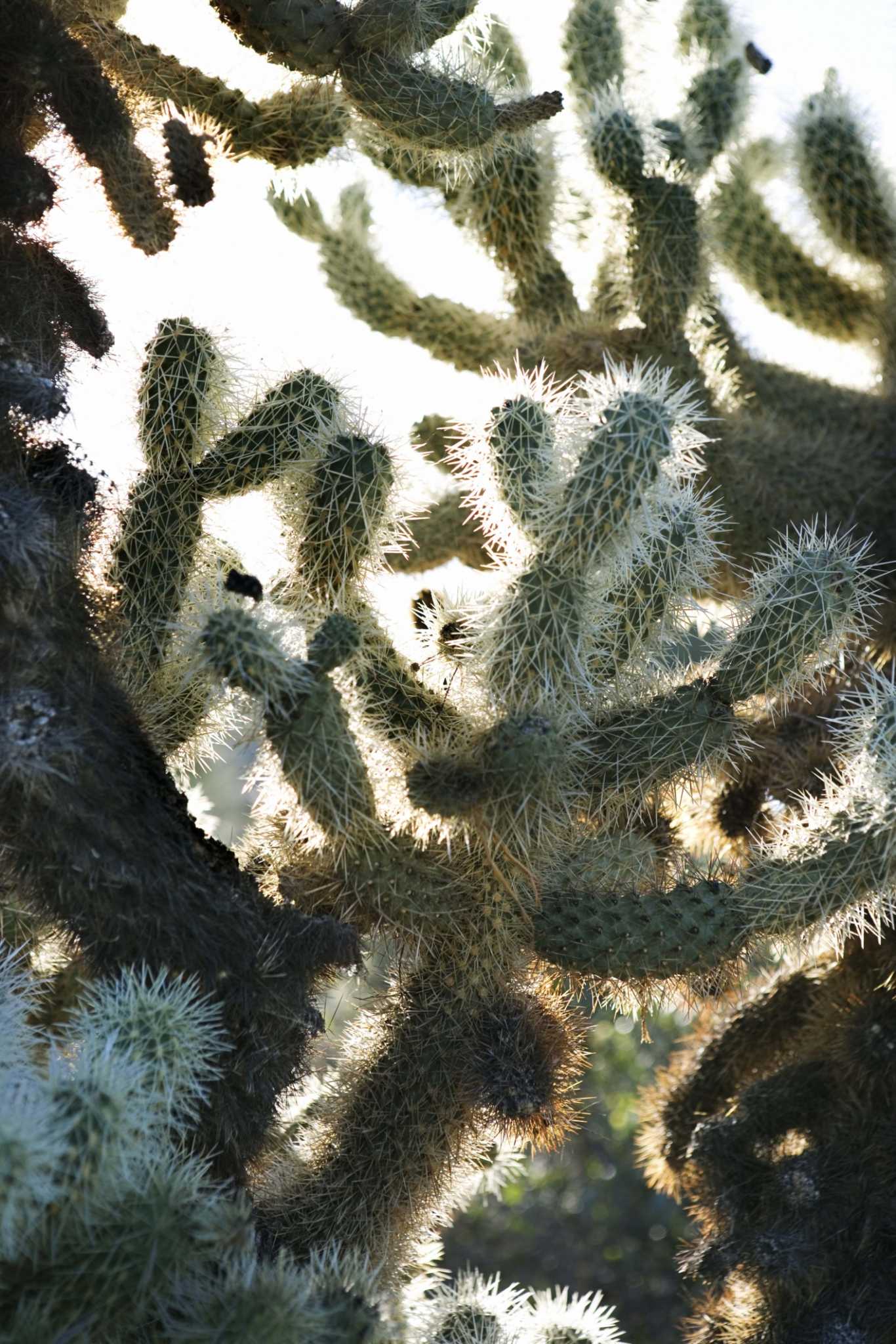 How to Get a Potted Cactus Plant to Branch