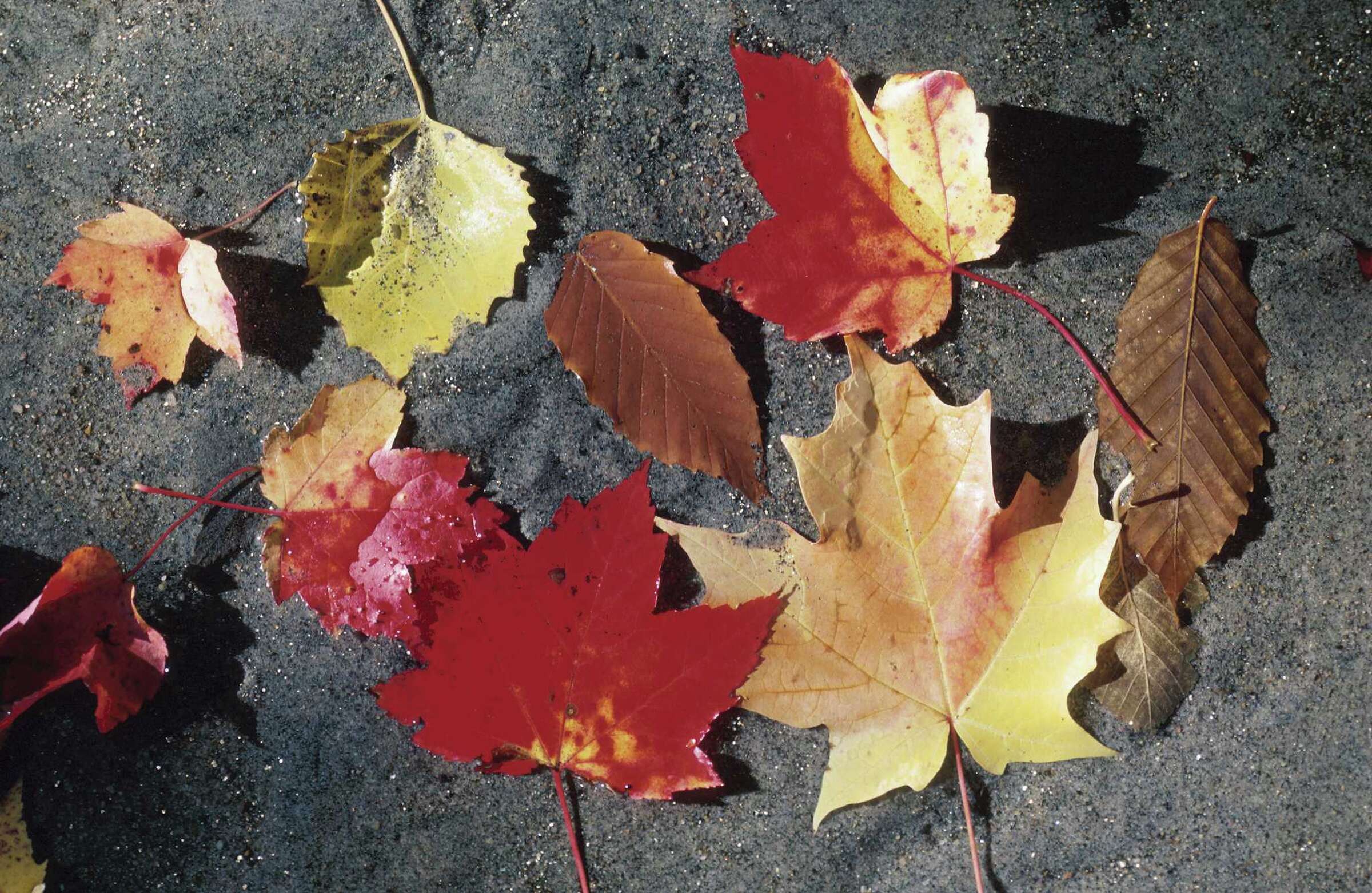 About Variegated Maple Trees