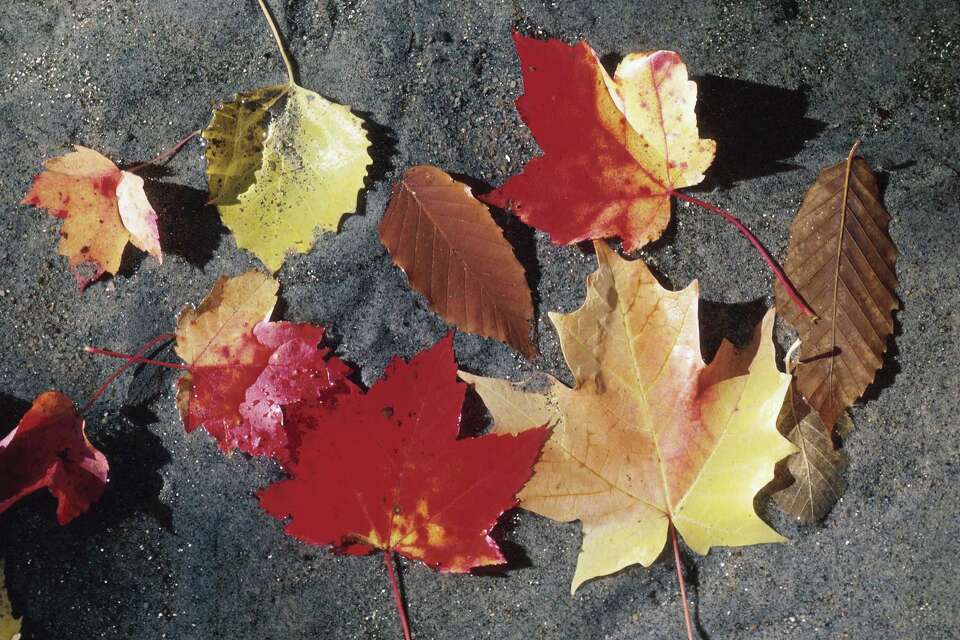 About Variegated Maple Trees