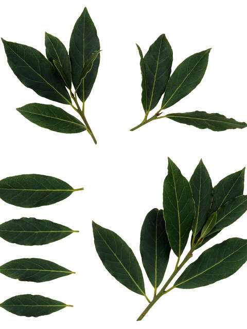 Varieties of Laurel Shrubs