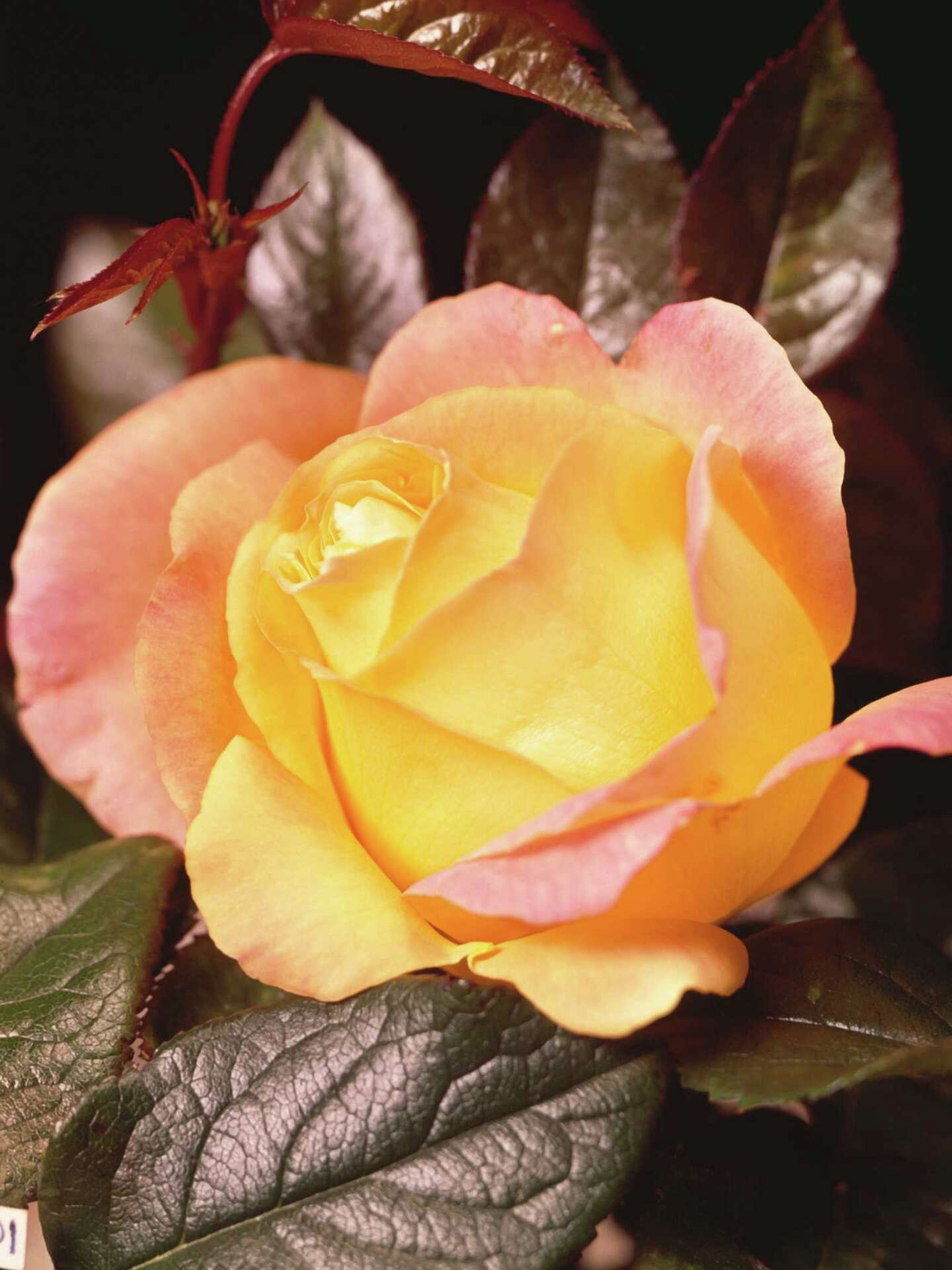 Varieties of Peace Roses