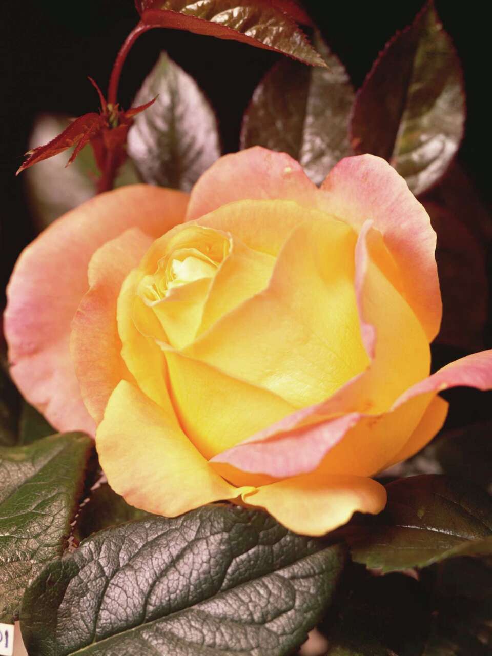 Varieties of Peace Roses