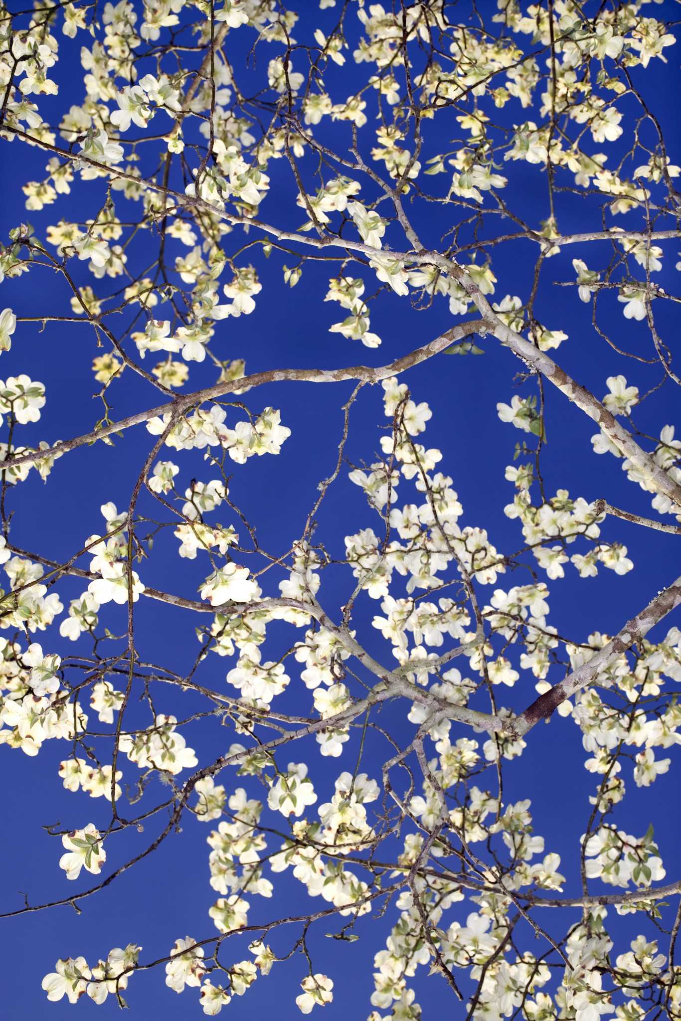 Varieties of Shade-Loving Ornamental Trees