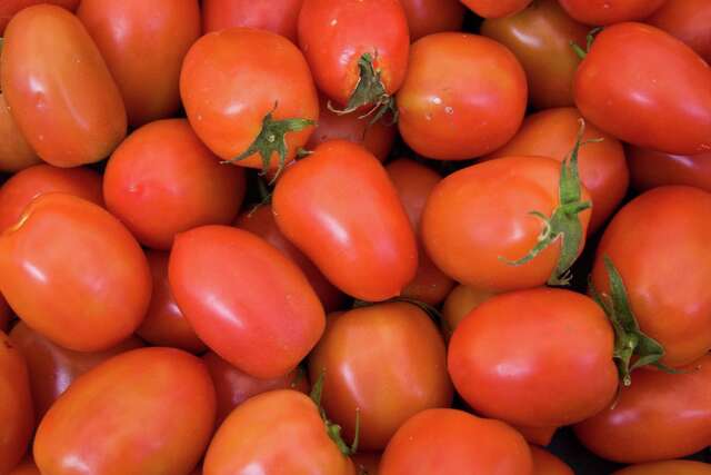 Varieties of Thick Skinned Tomatoes