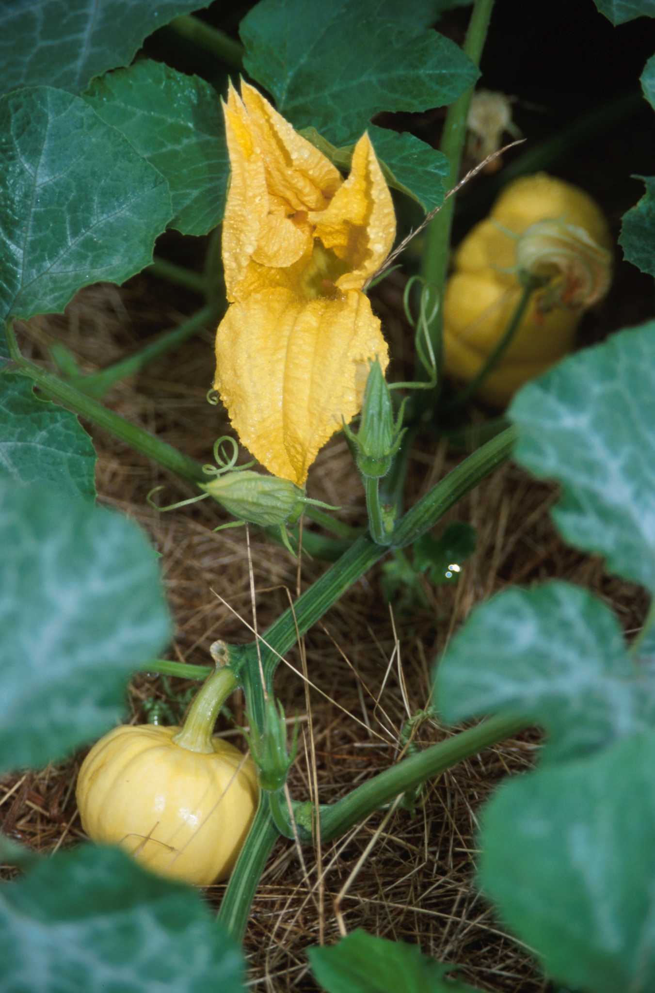 Varieties of Yellow Squash Plants