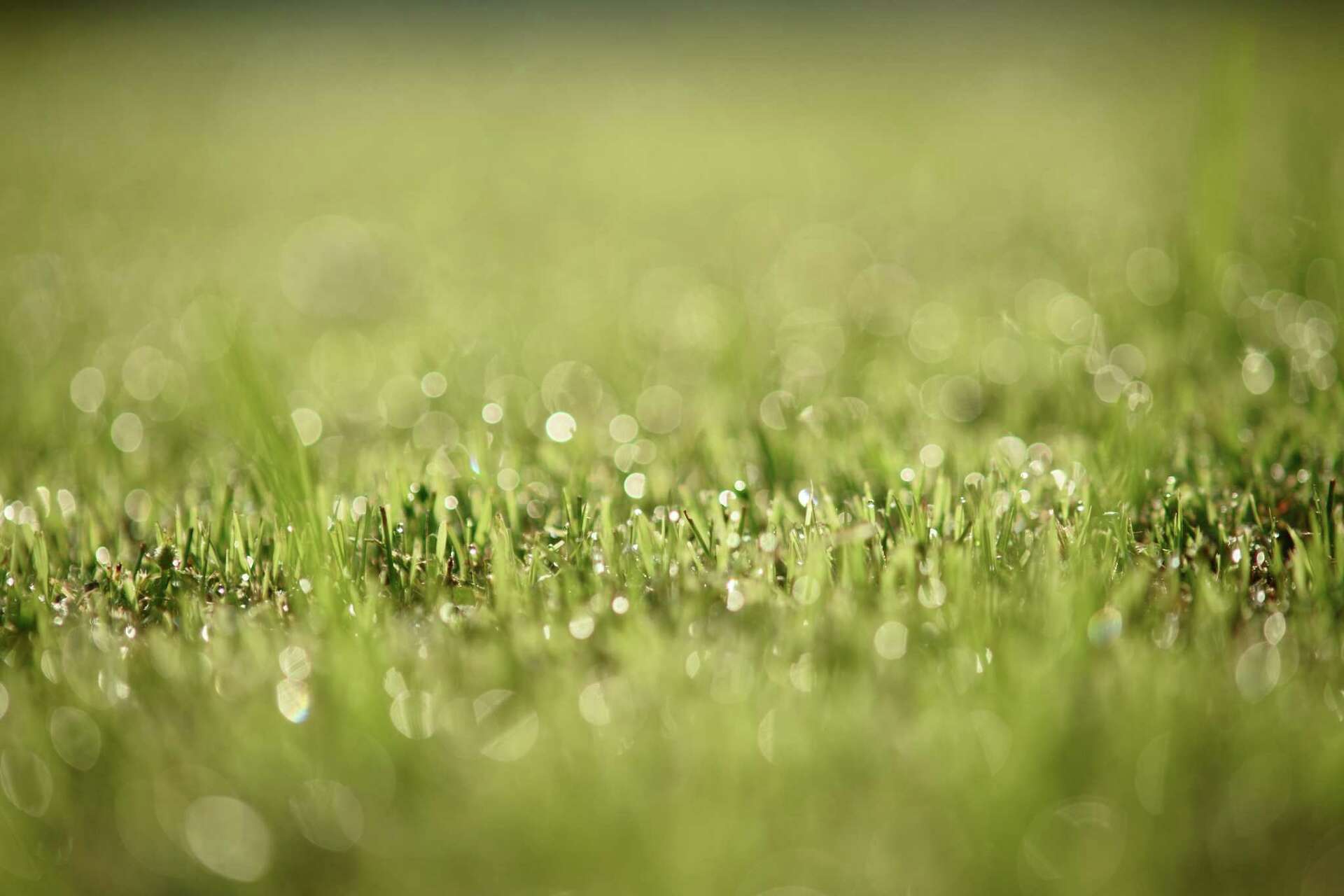 How to Pre-Germinate Grass Seed