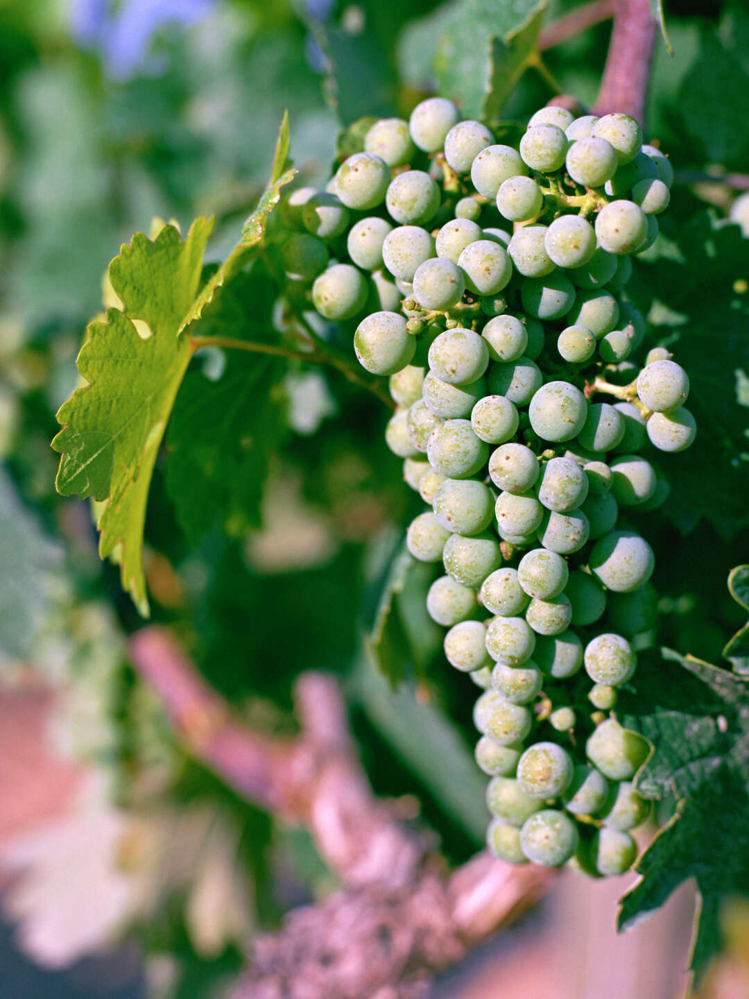 How to Prune a Grapevine Before Harvest